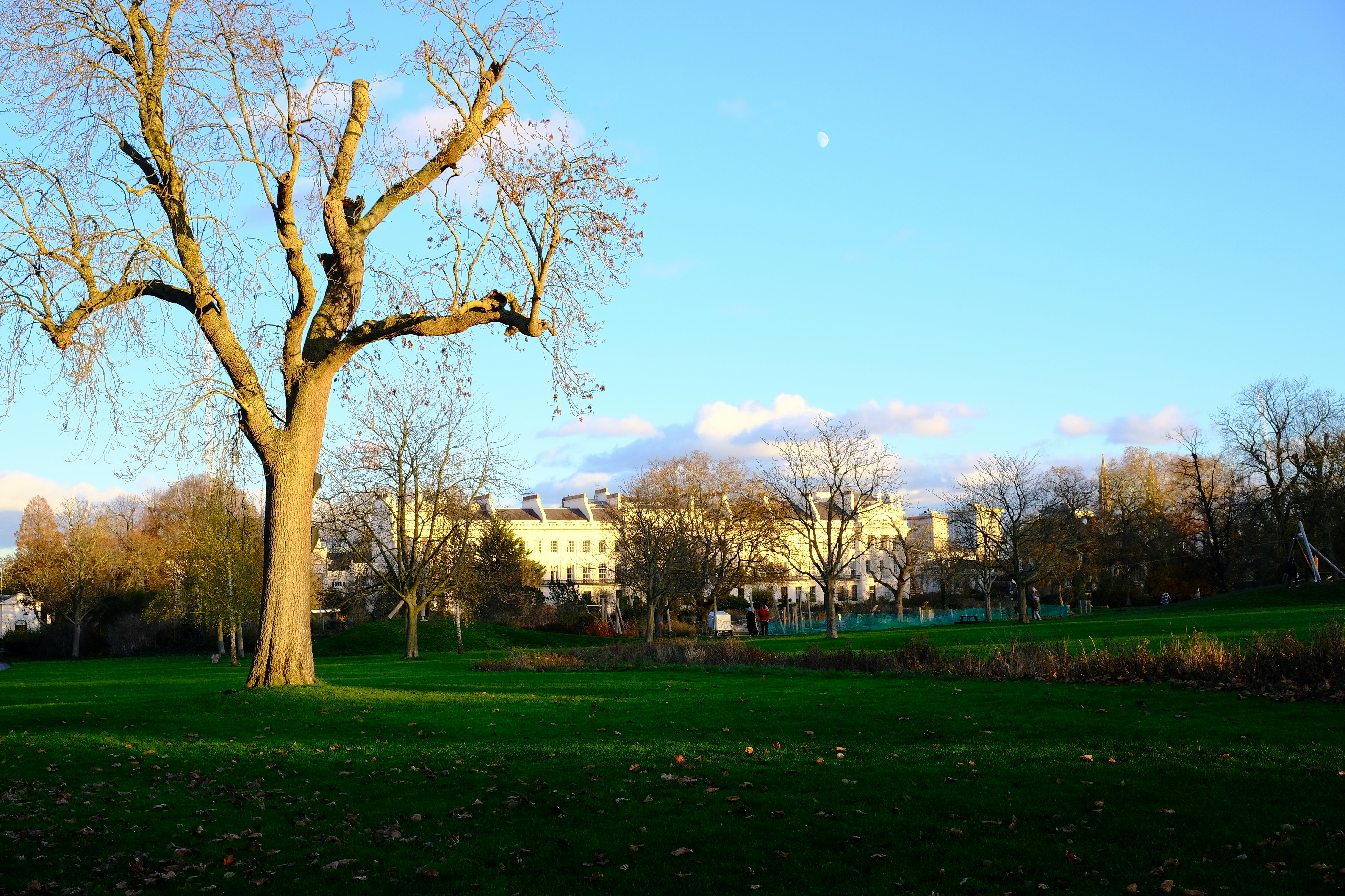 Sunlit Park Silhouette: A Majestic Tree Framing the City