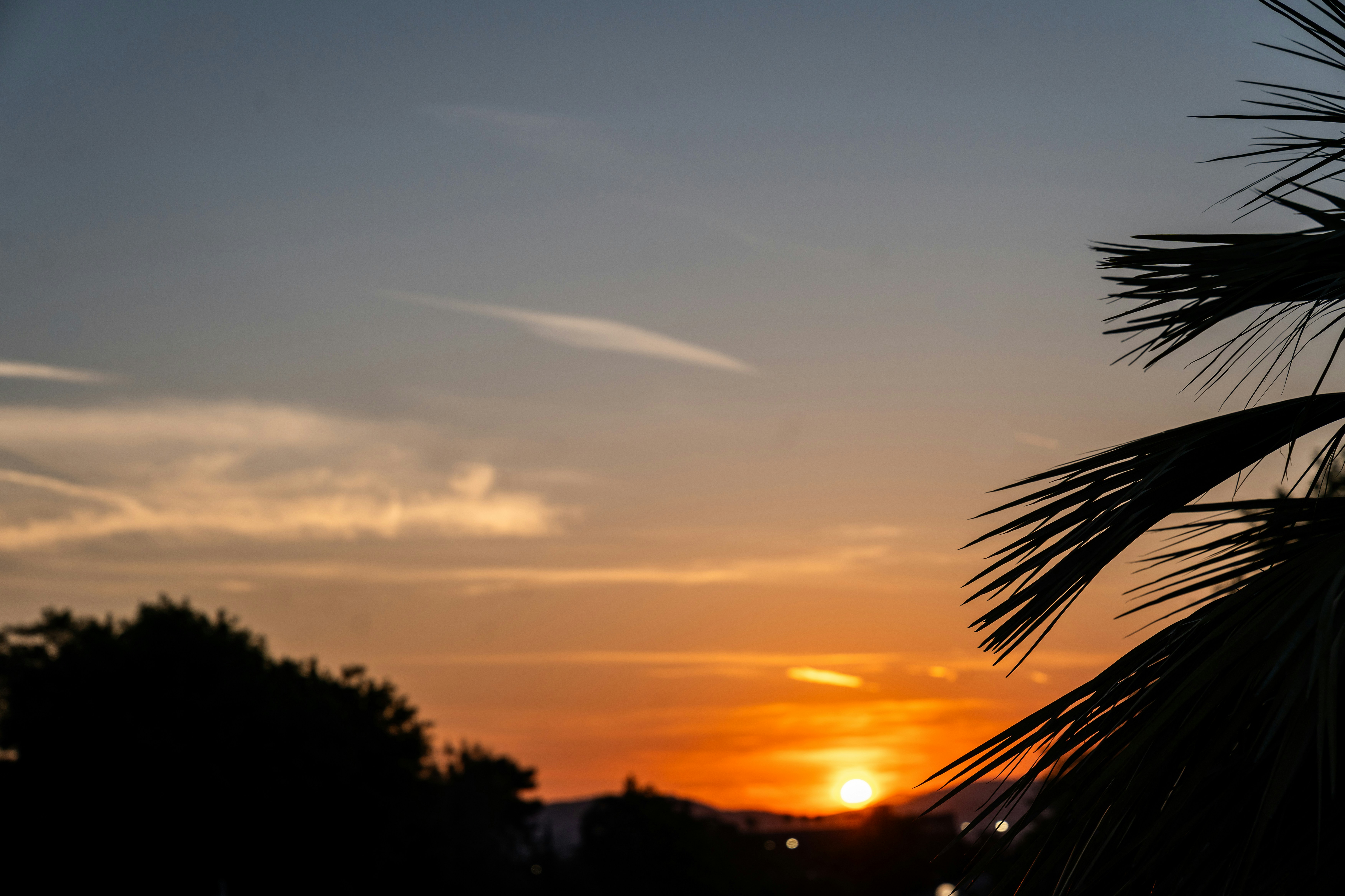 Sunset Edge: Palm Fronds Framing a Quiet Horizon