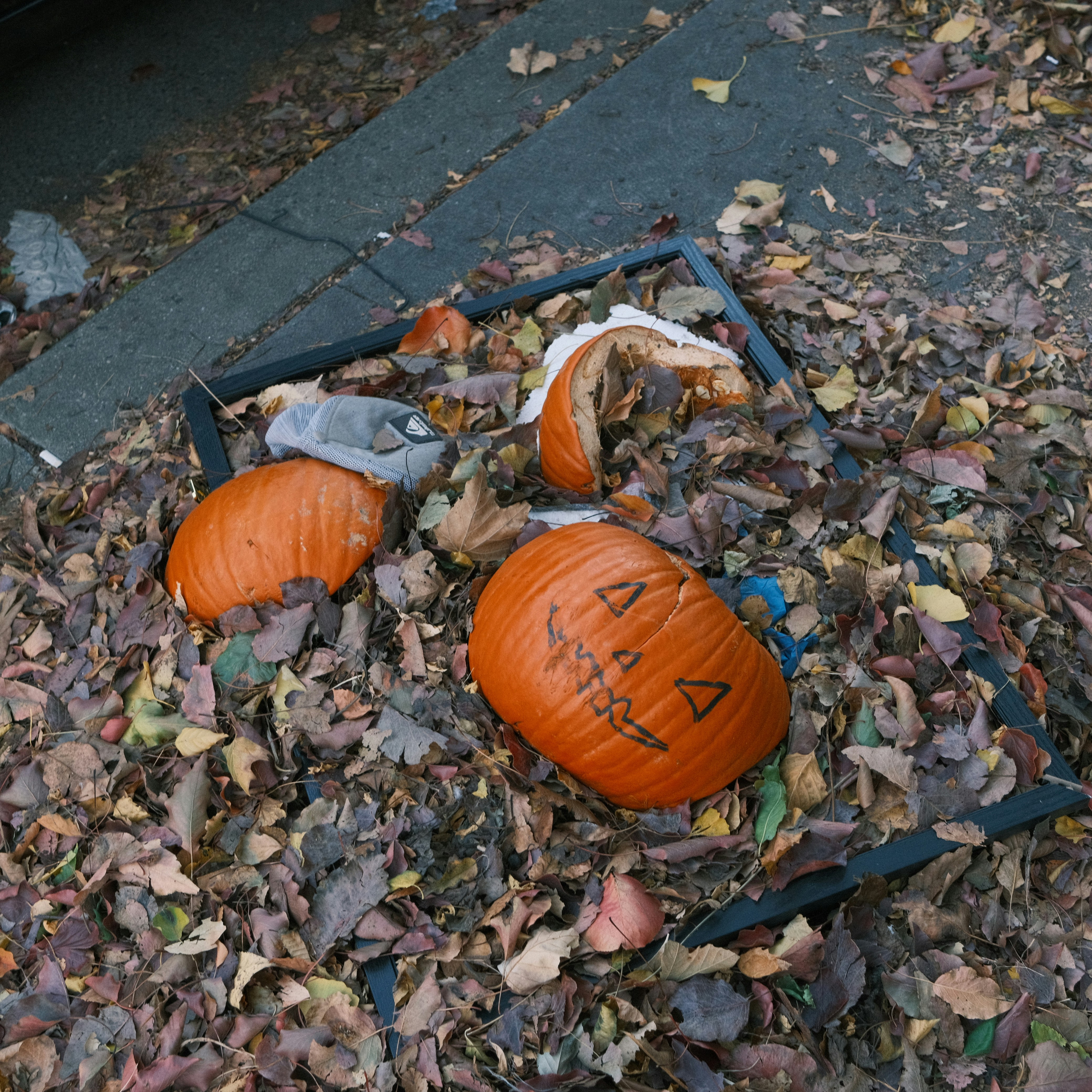 Pumpkin Still Life in Autumn Bed of Leaves