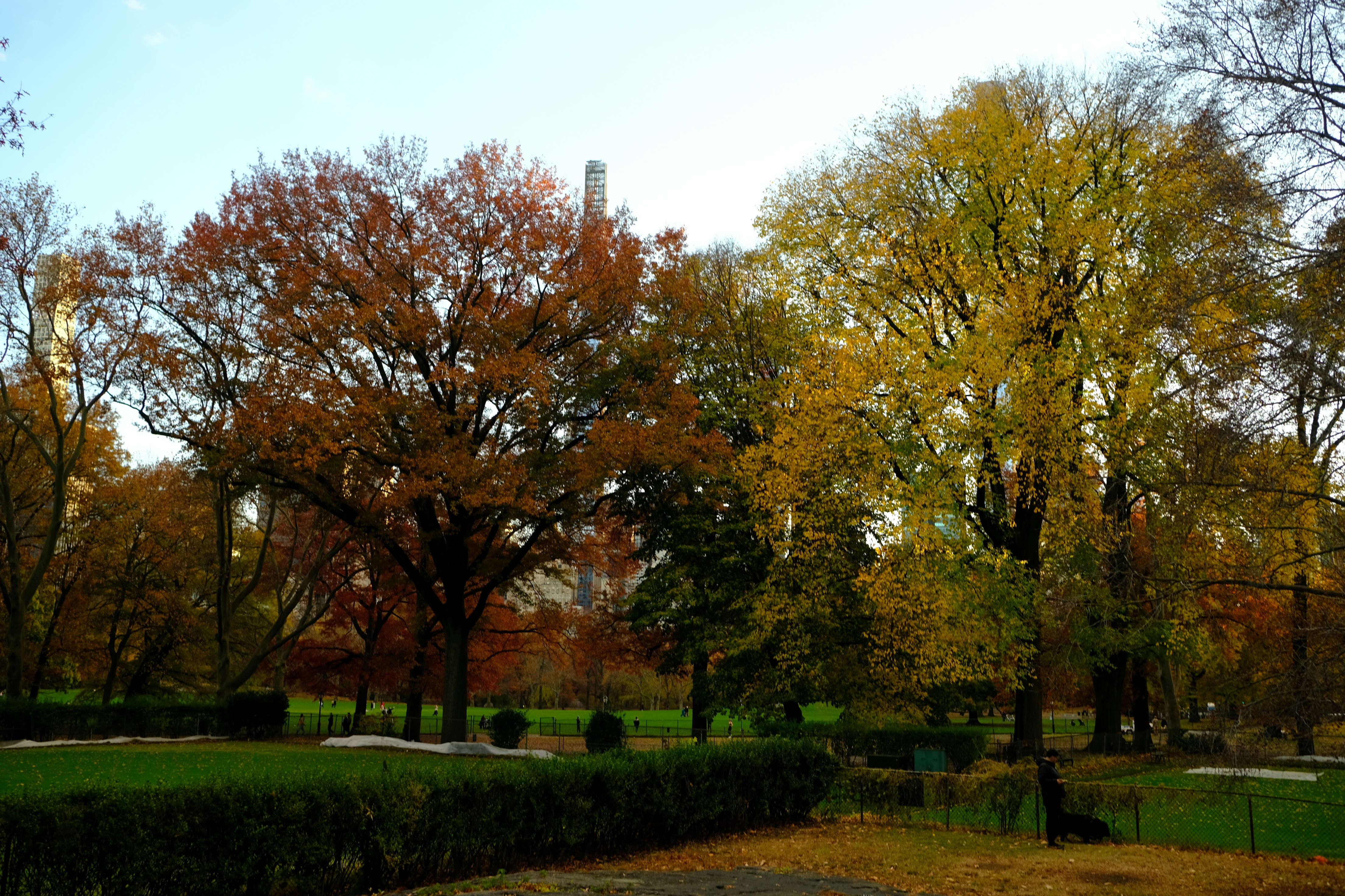 Autumn Quiet: Trees Framing a Park Path