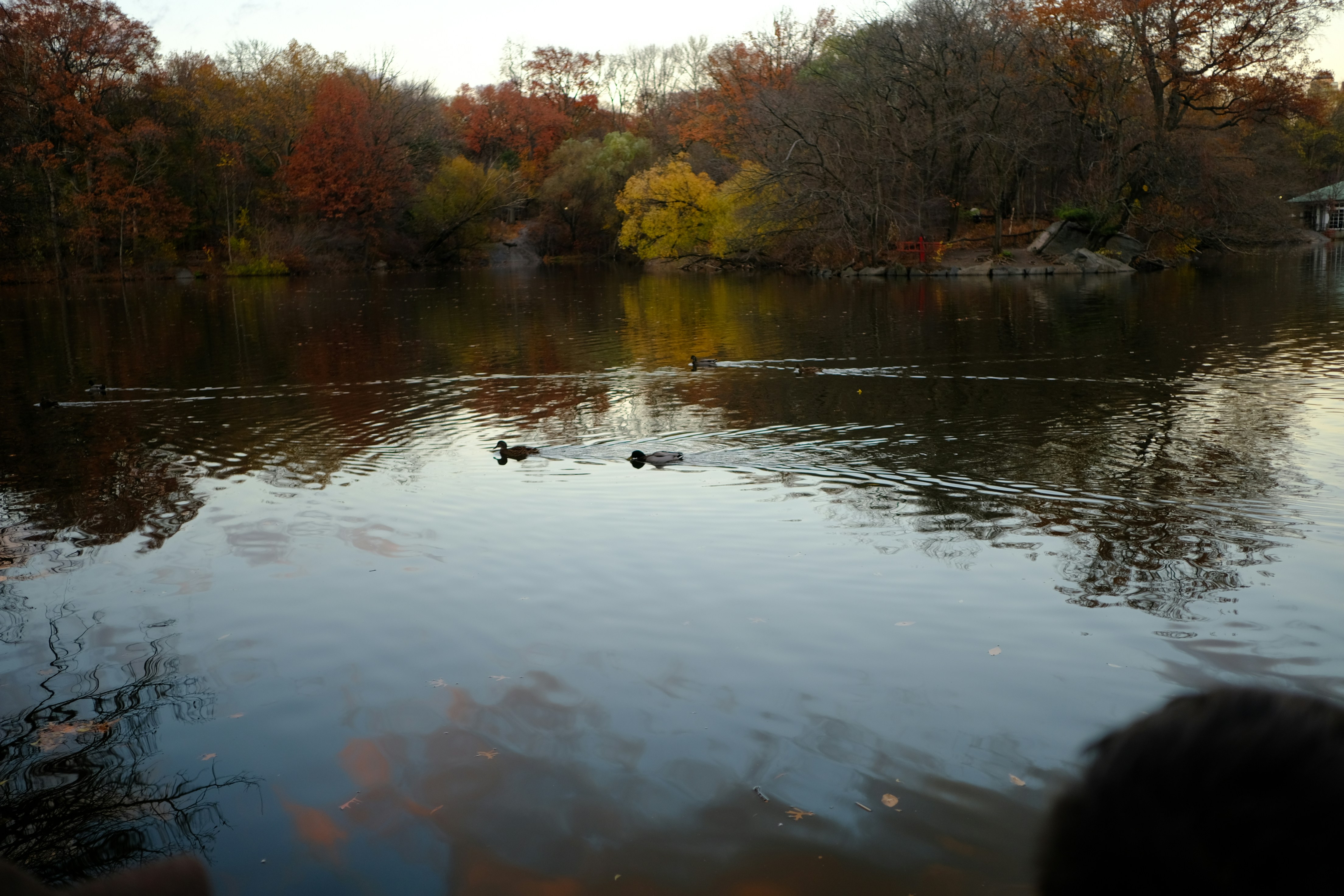 Autumn Reflections on a Quiet Pond
