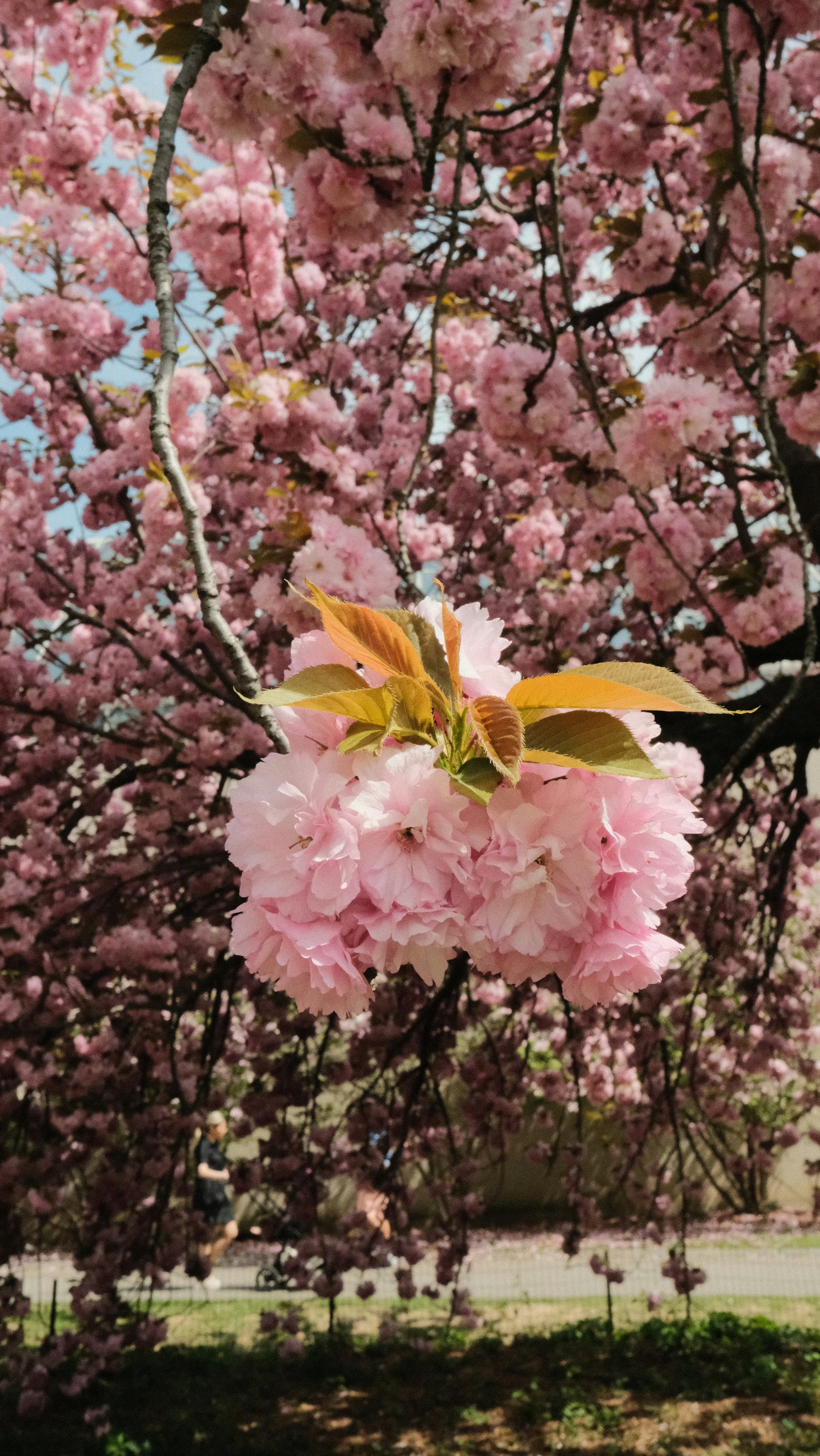 Blush Blossom Pendant: A cherry bloom framed by cascading petals