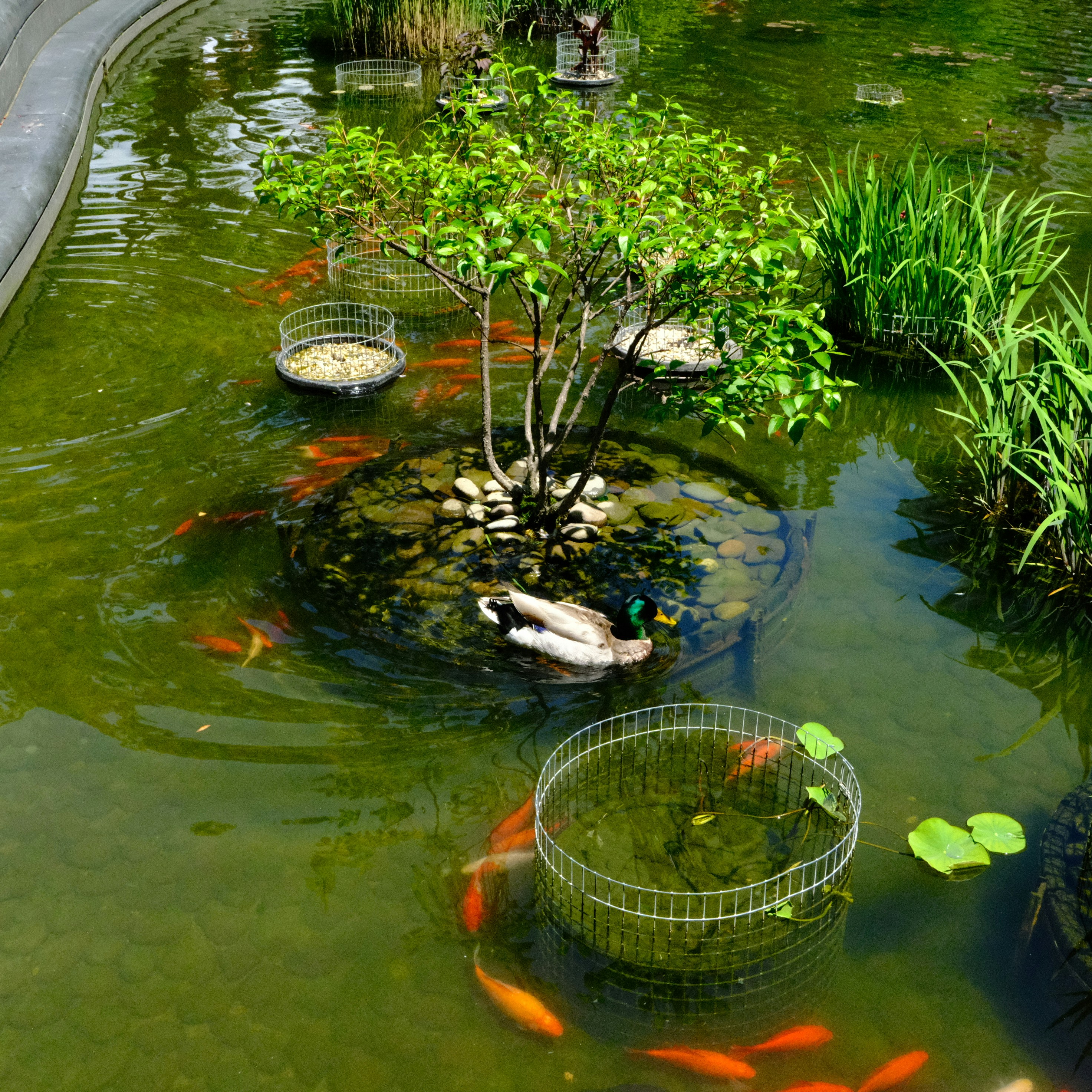 Koi Circle: A Quiet Ring of Life Around a Potted Tree