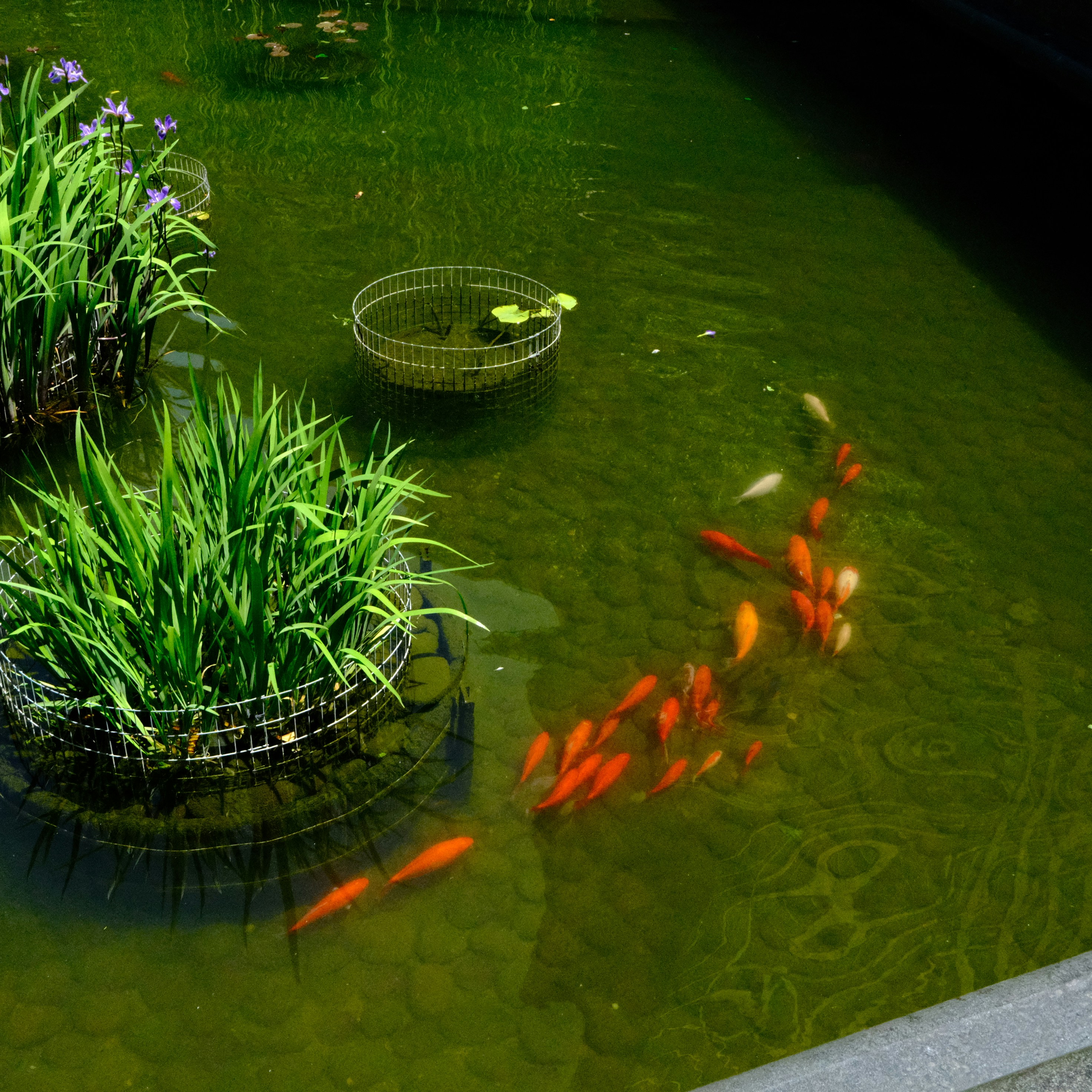 Koi in a Quiet Green Pond: Circles of Life Around Woven Planters