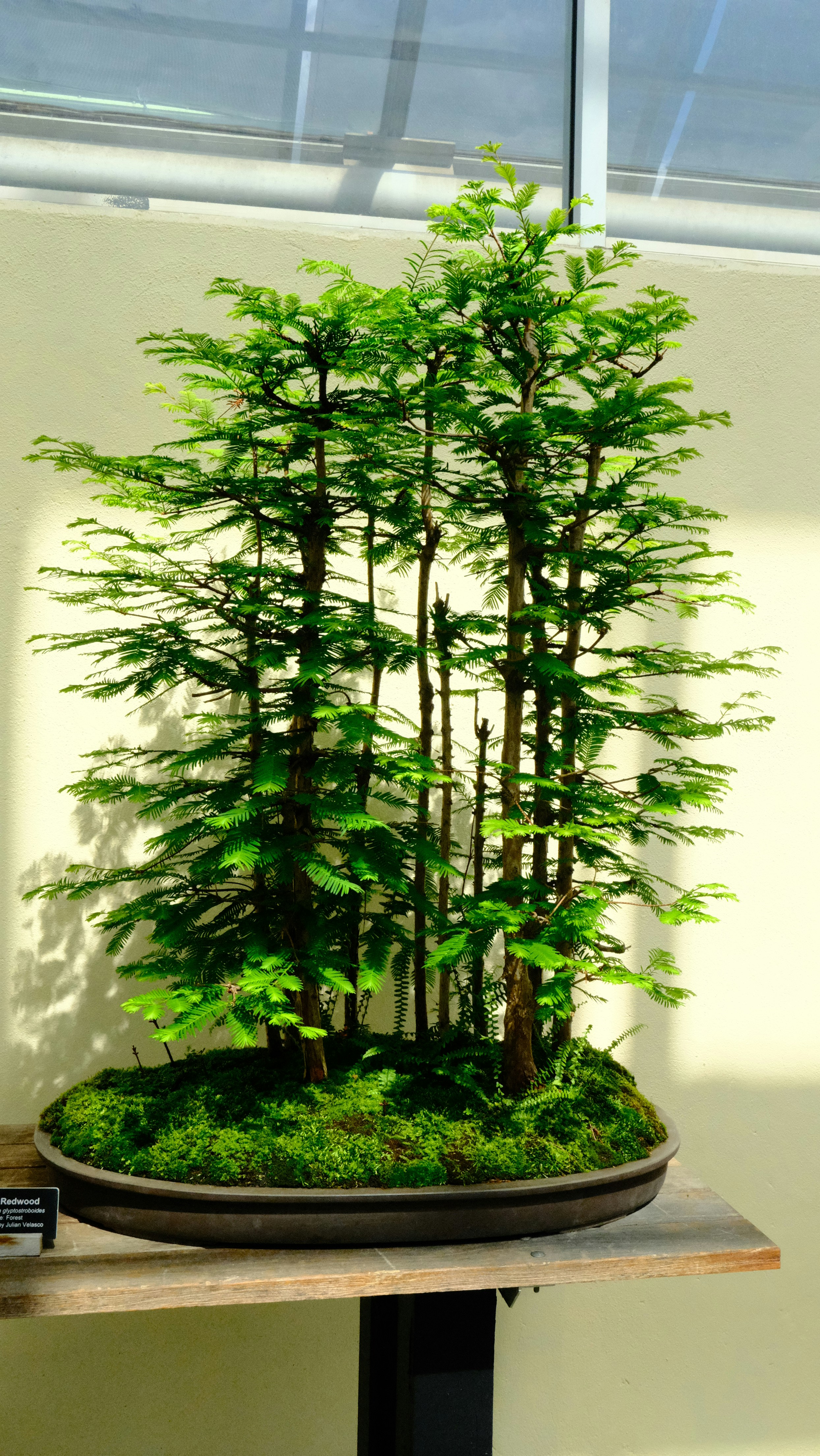 Vertical Bonsai Ensemble by the Window