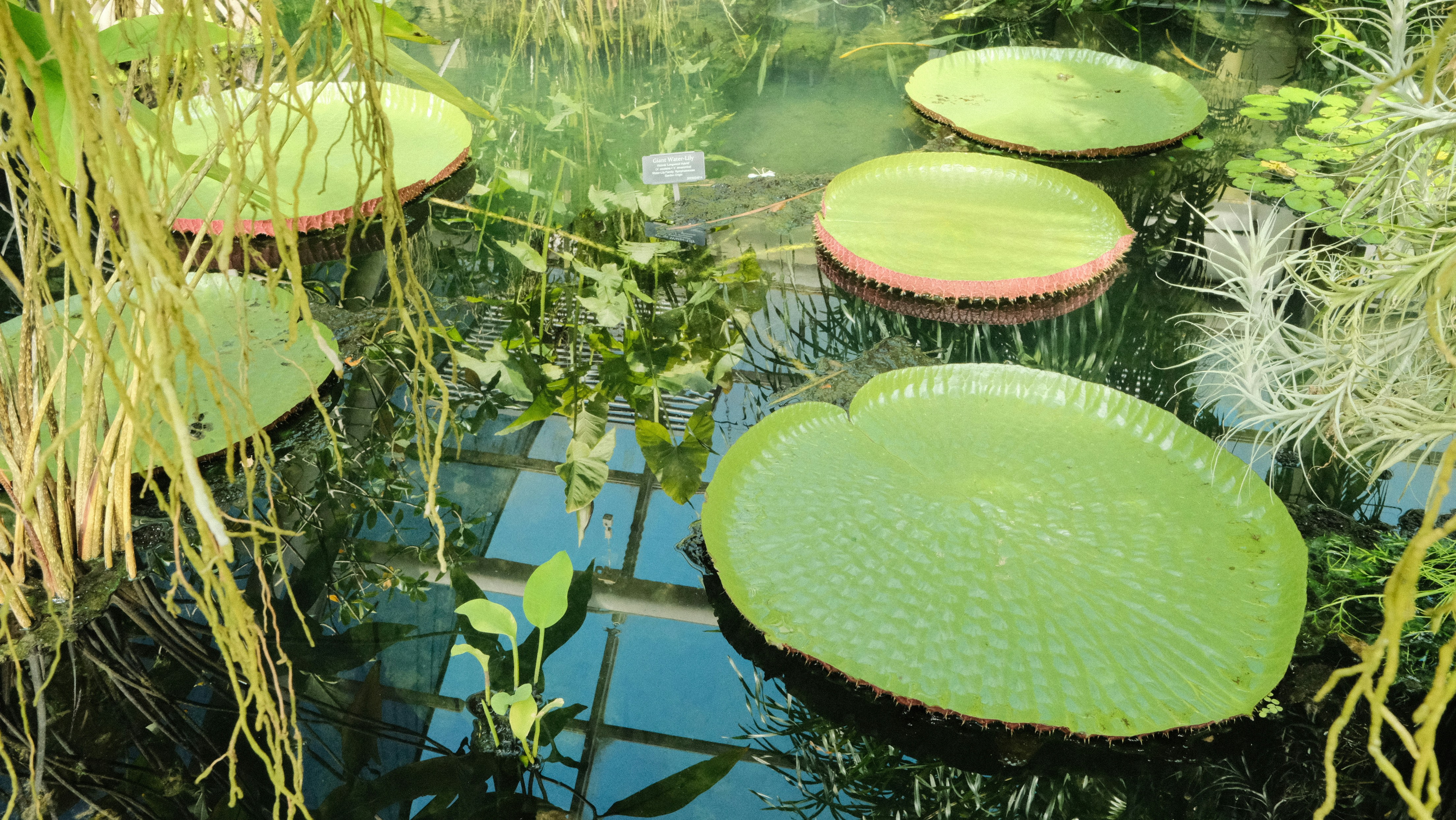 Emerald Lily Oasis: Large Waterlilies Framing a Glassy Pond