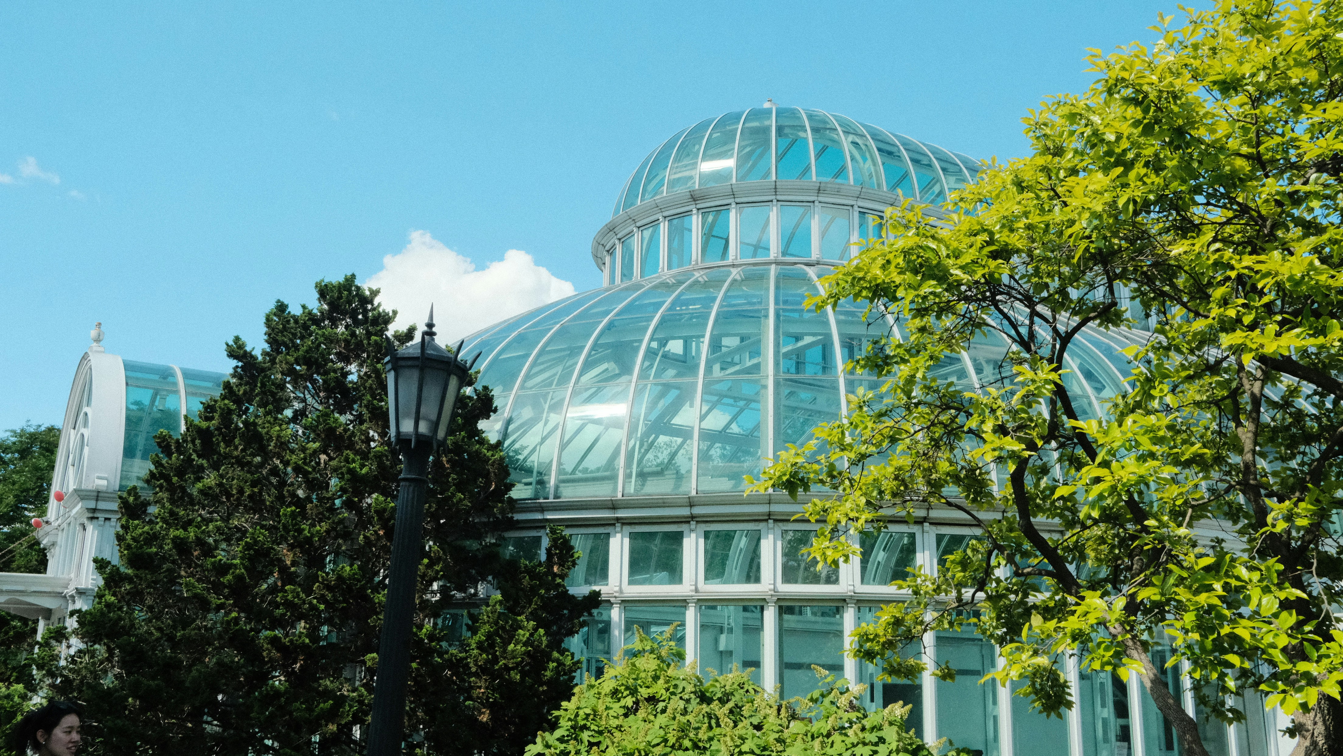 Glassy Dome in the City: A Sunlit Conservatory Amid Trees