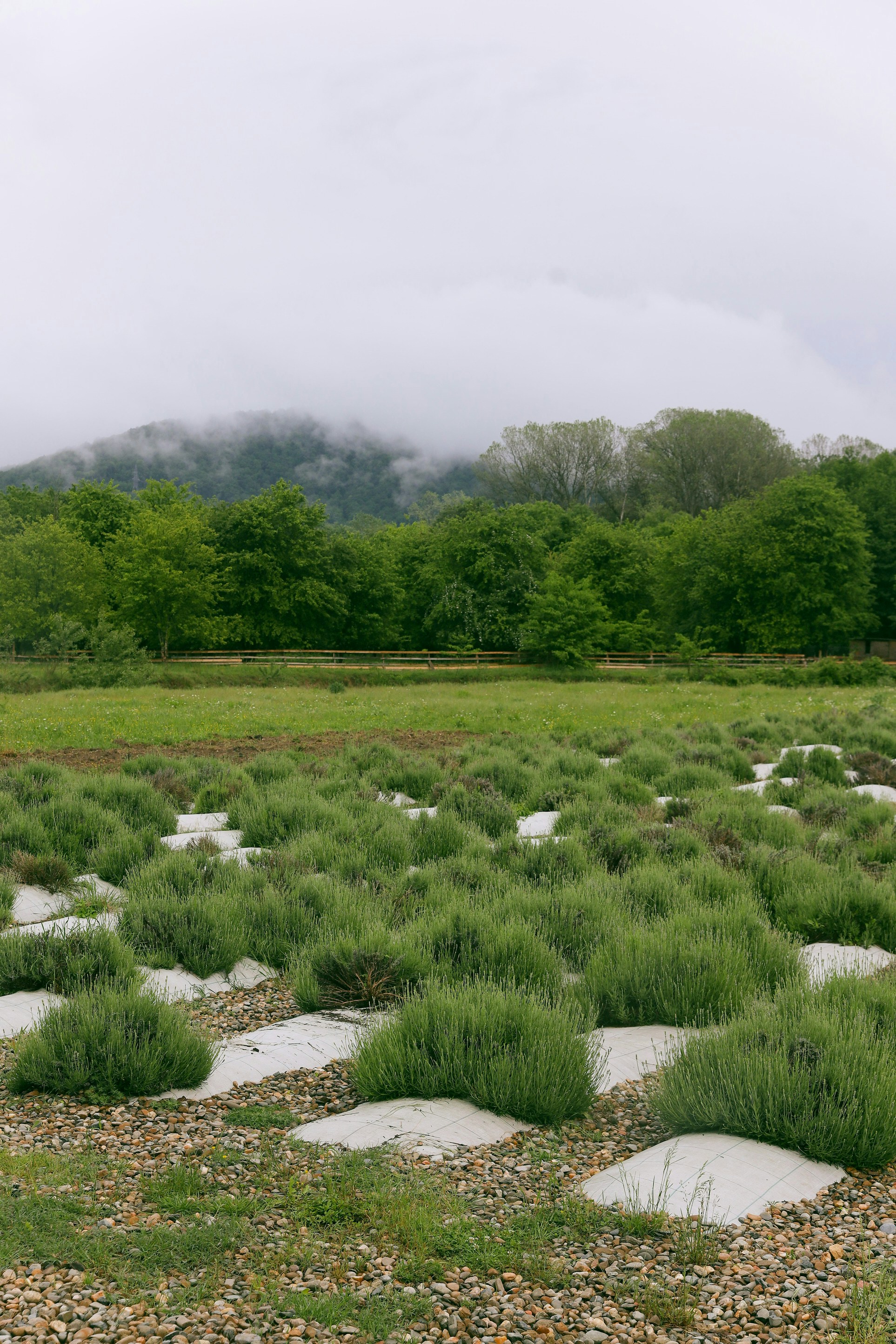 Lavender-green shrubs blanket a pebble field with a distant line of trees and misty hills beneath a low, cloudy sky.
