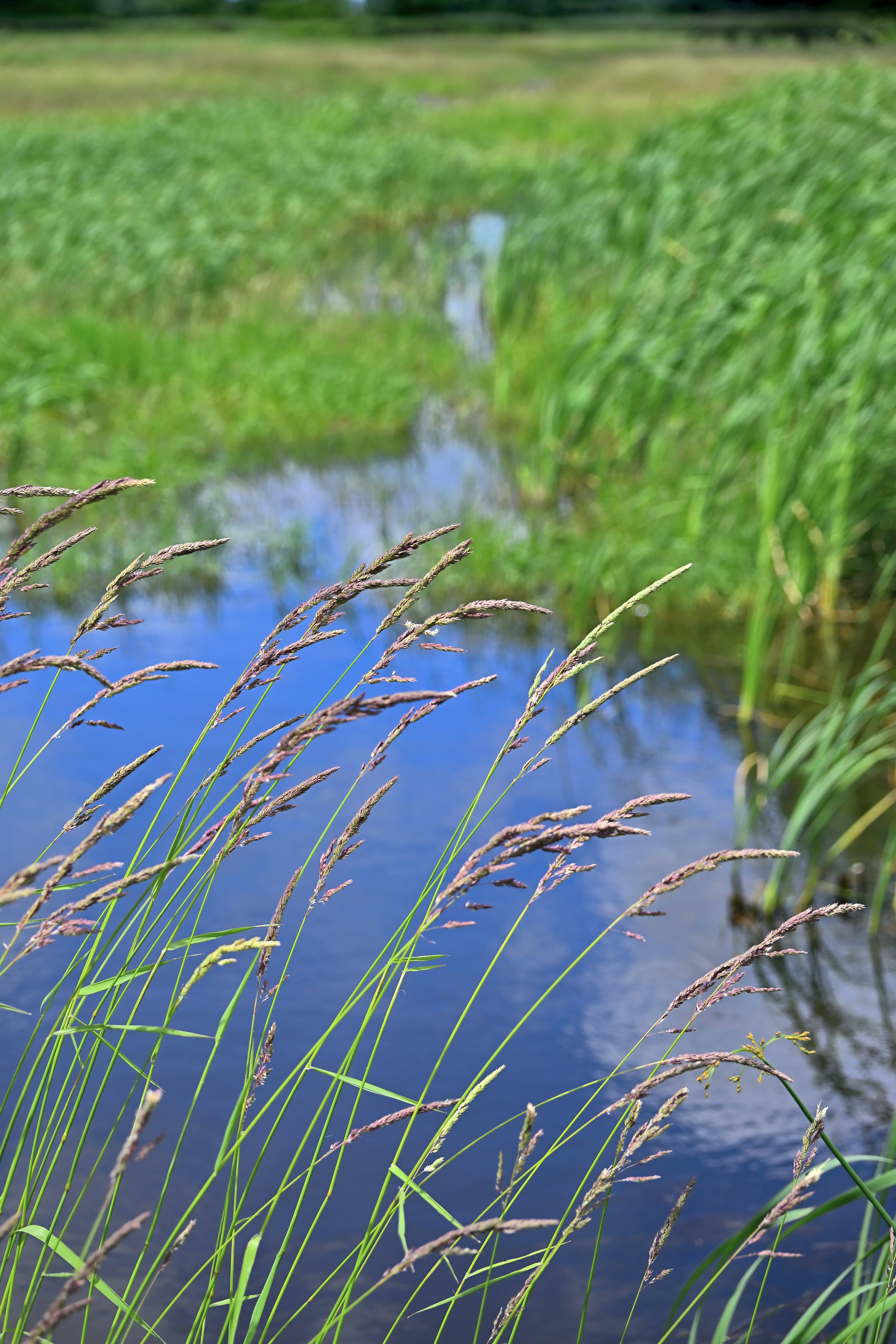 Verdant reeds bend over a calm wetland reflecting a blue sky and distant greenery; foreground grasses lead the eye toward the tranquil waterway.