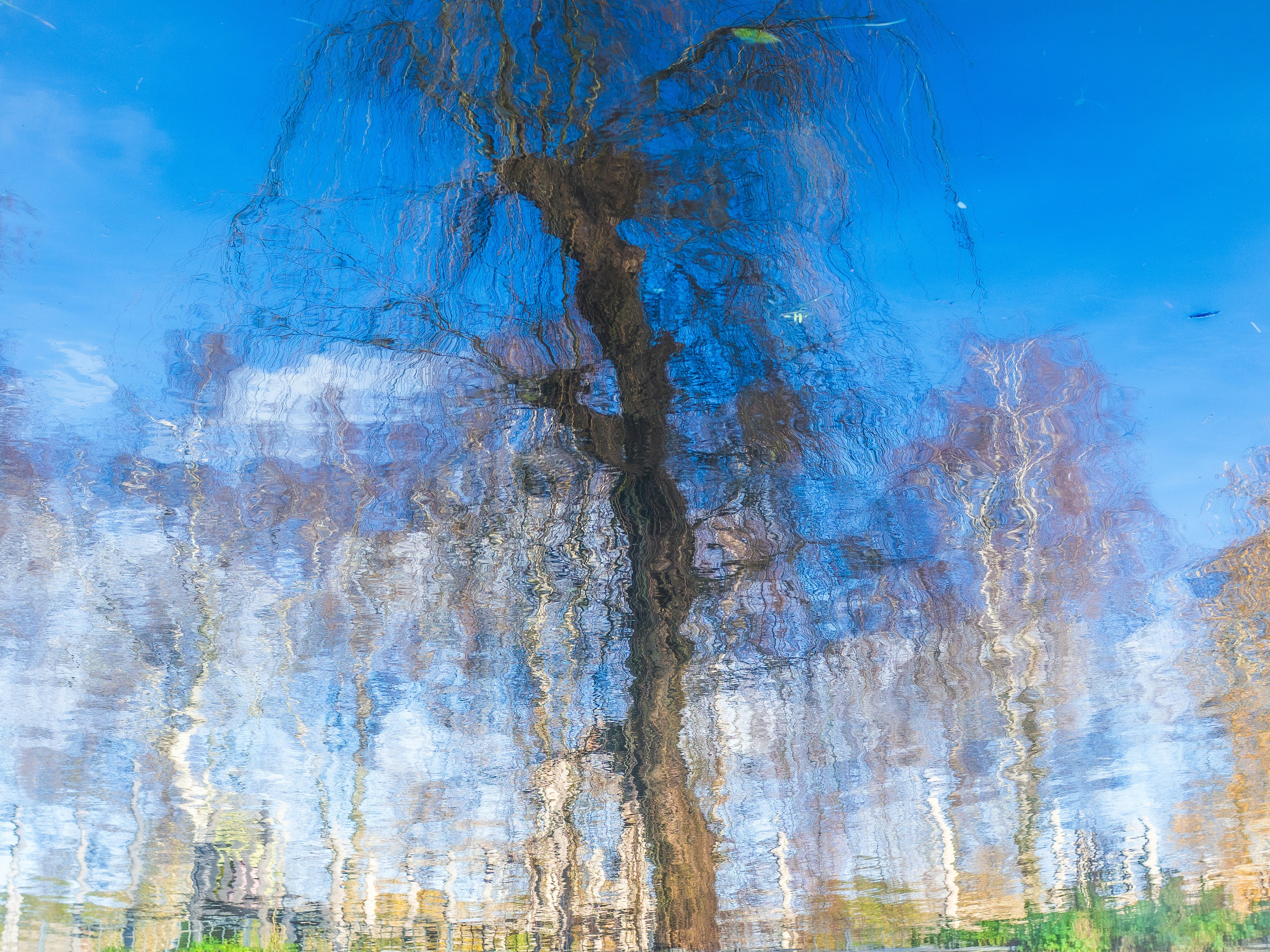 Reflections of a Leafless Tree in Urban Glass