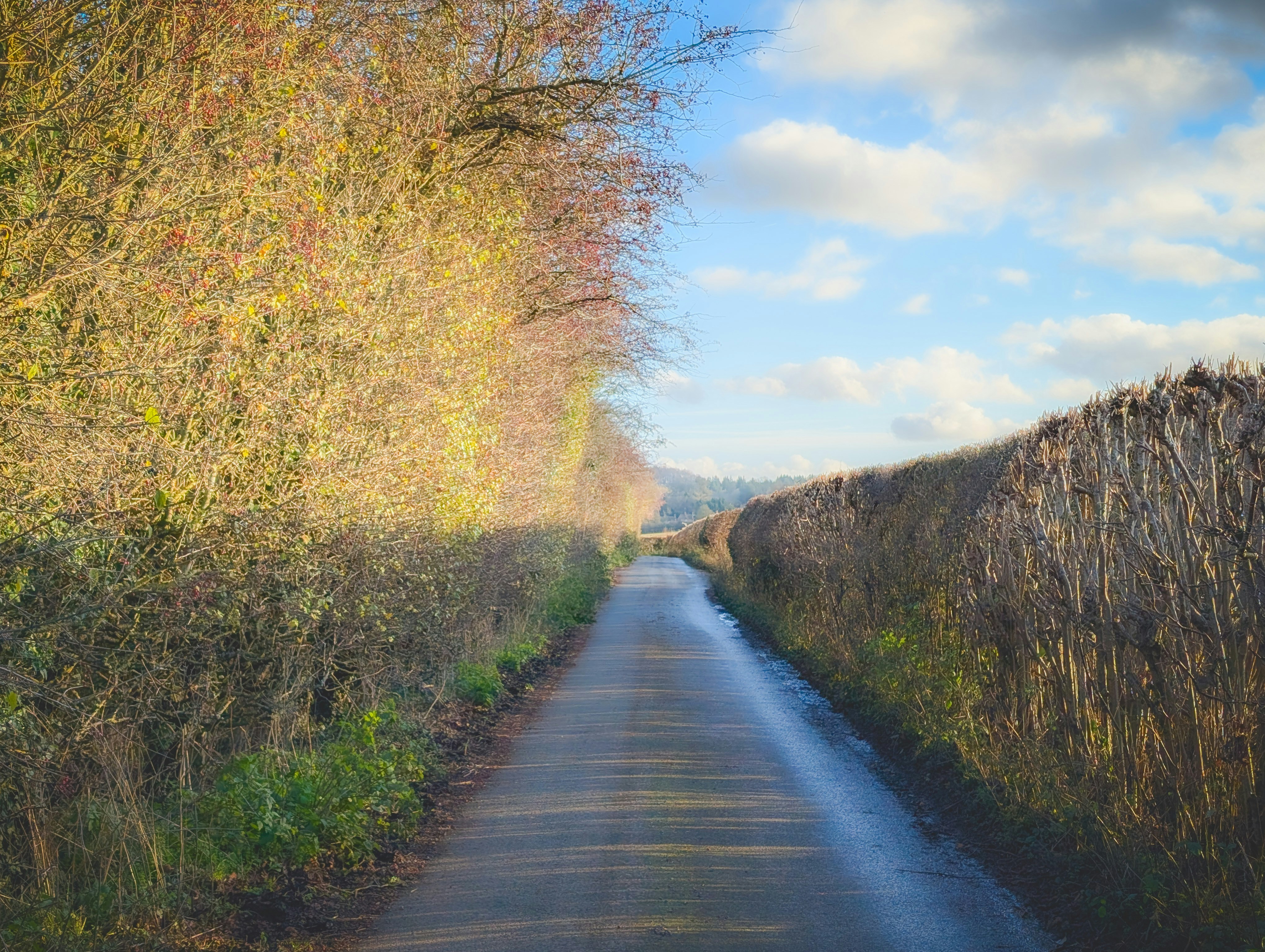 Toward the Horizon: A Narrow Road Between Living Hedges