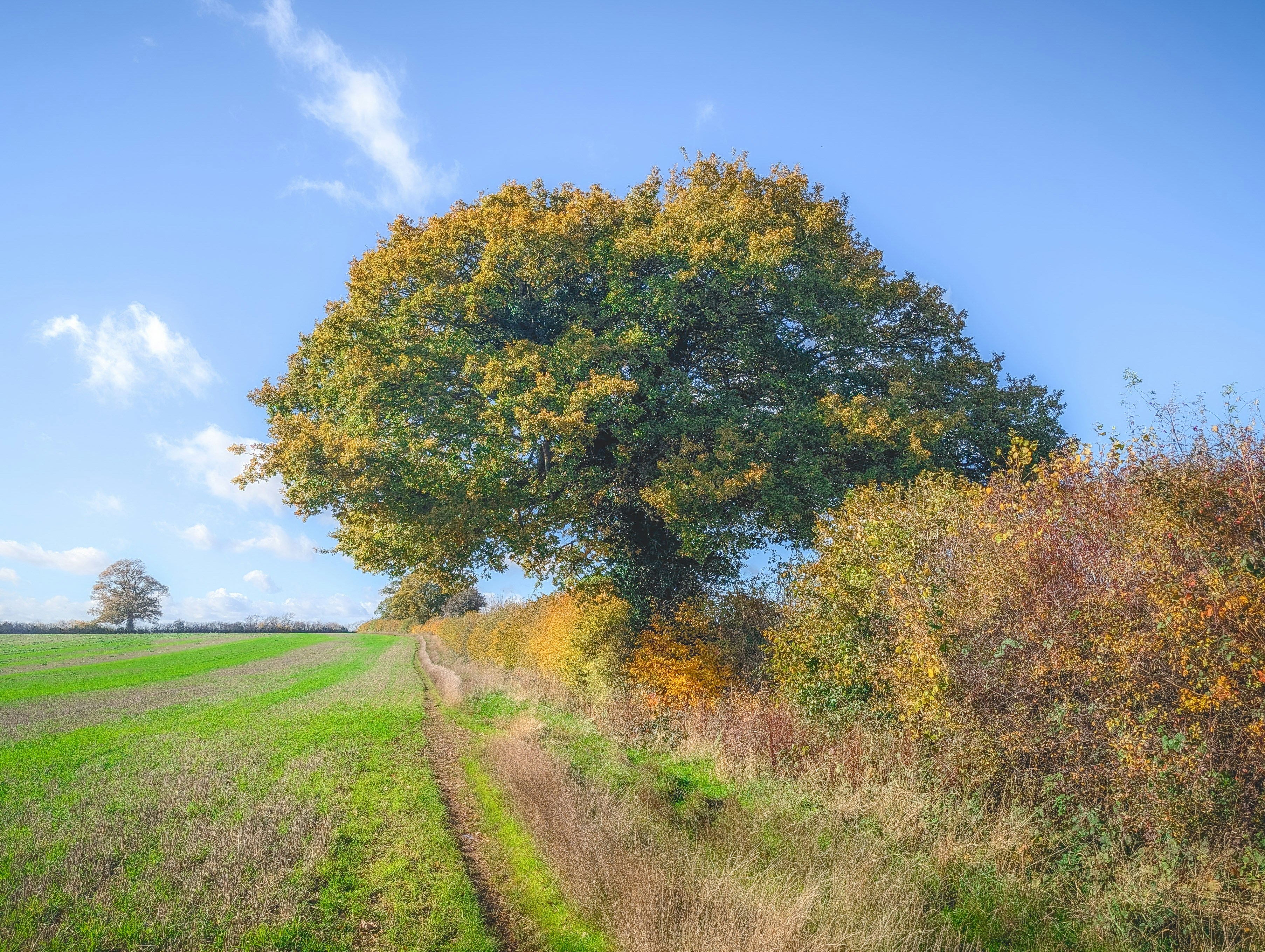 Autumnal tree and roadside brush along a sunlit path in a rural field, with a broad blue sky. The scene captures seasonal foliage and a natural landscape composition.