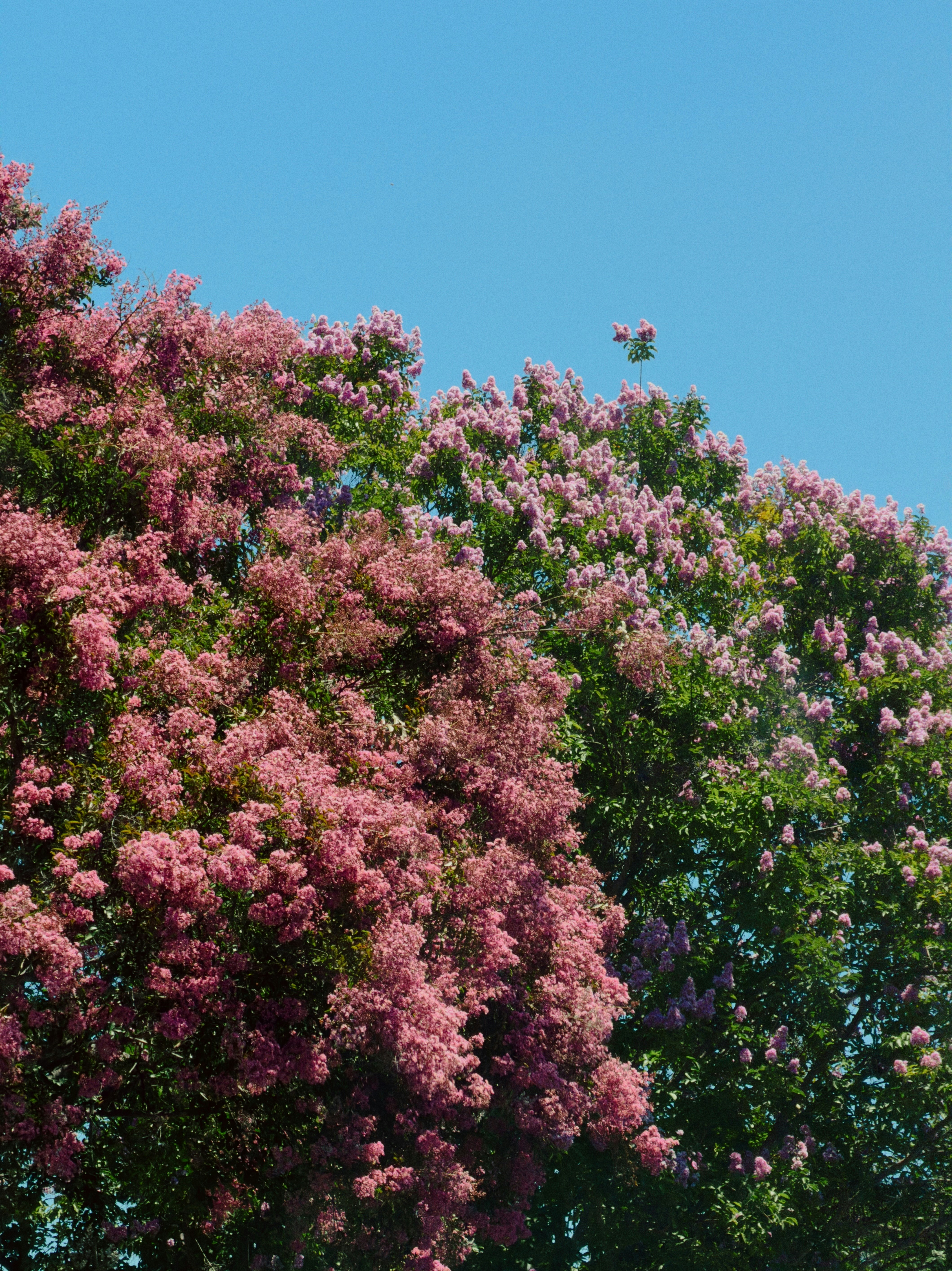 Vibrant pink flowering trees against a clear blue sky.