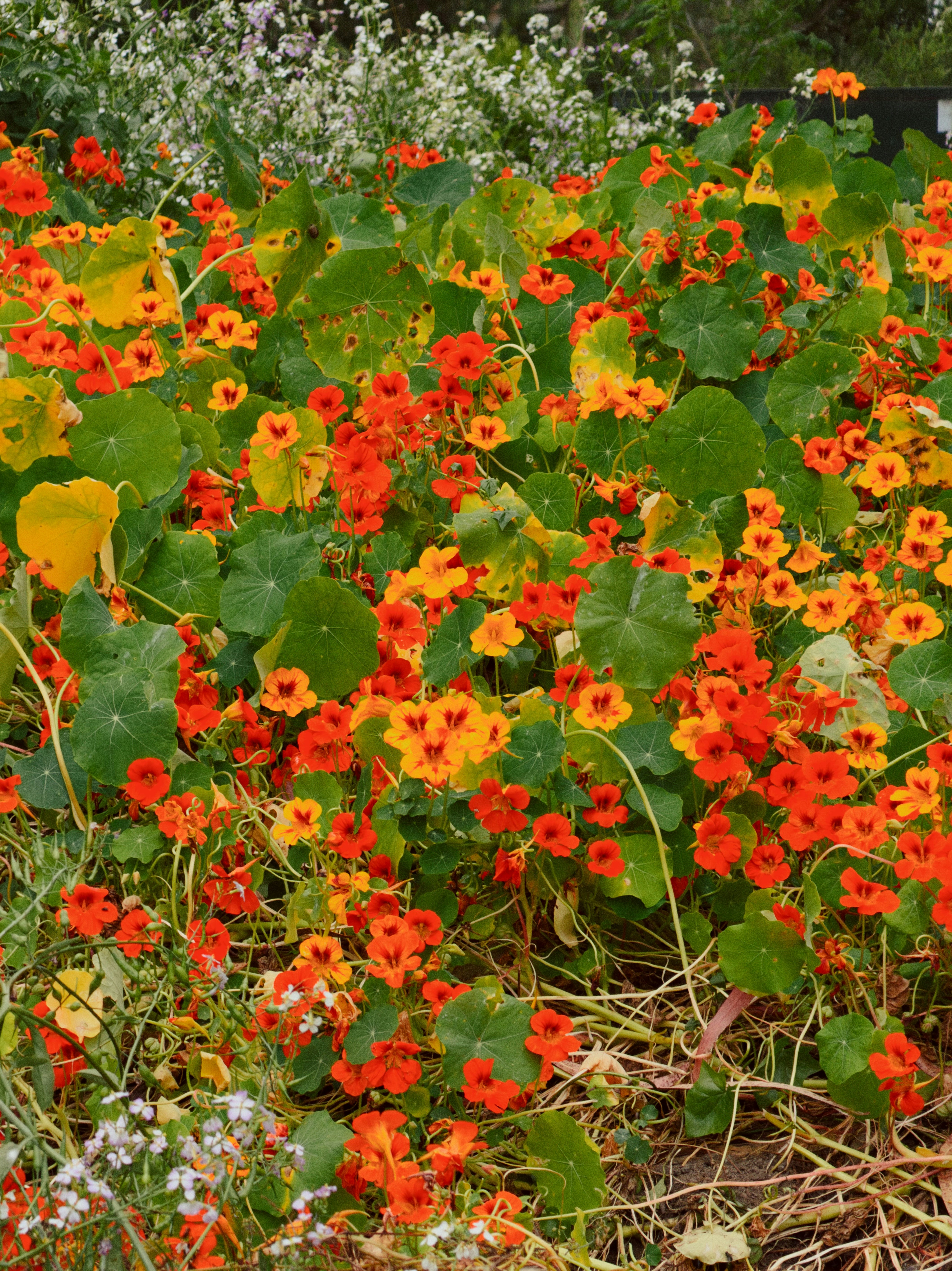 Orange and yellow nasturtium flowers blooming amidst green leaves.