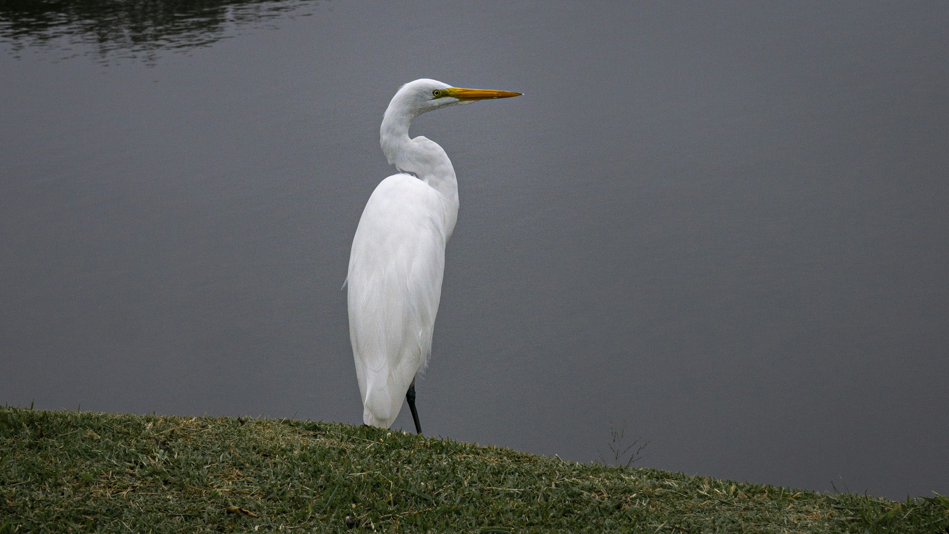 White Heron at the Water's Edge: Contemplative Silhouette in Still Light