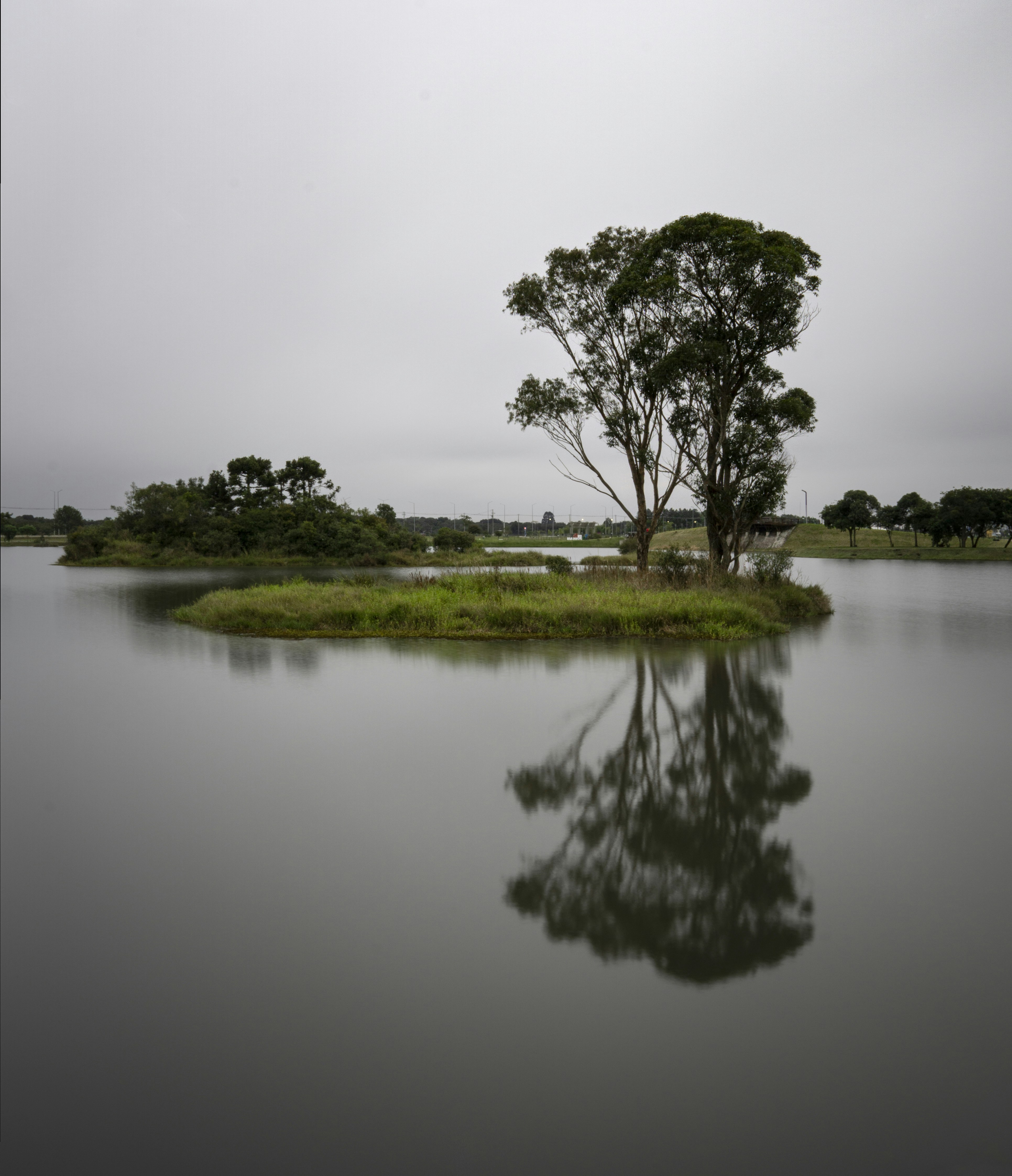 Isolated Oak on a Glassy Lake
