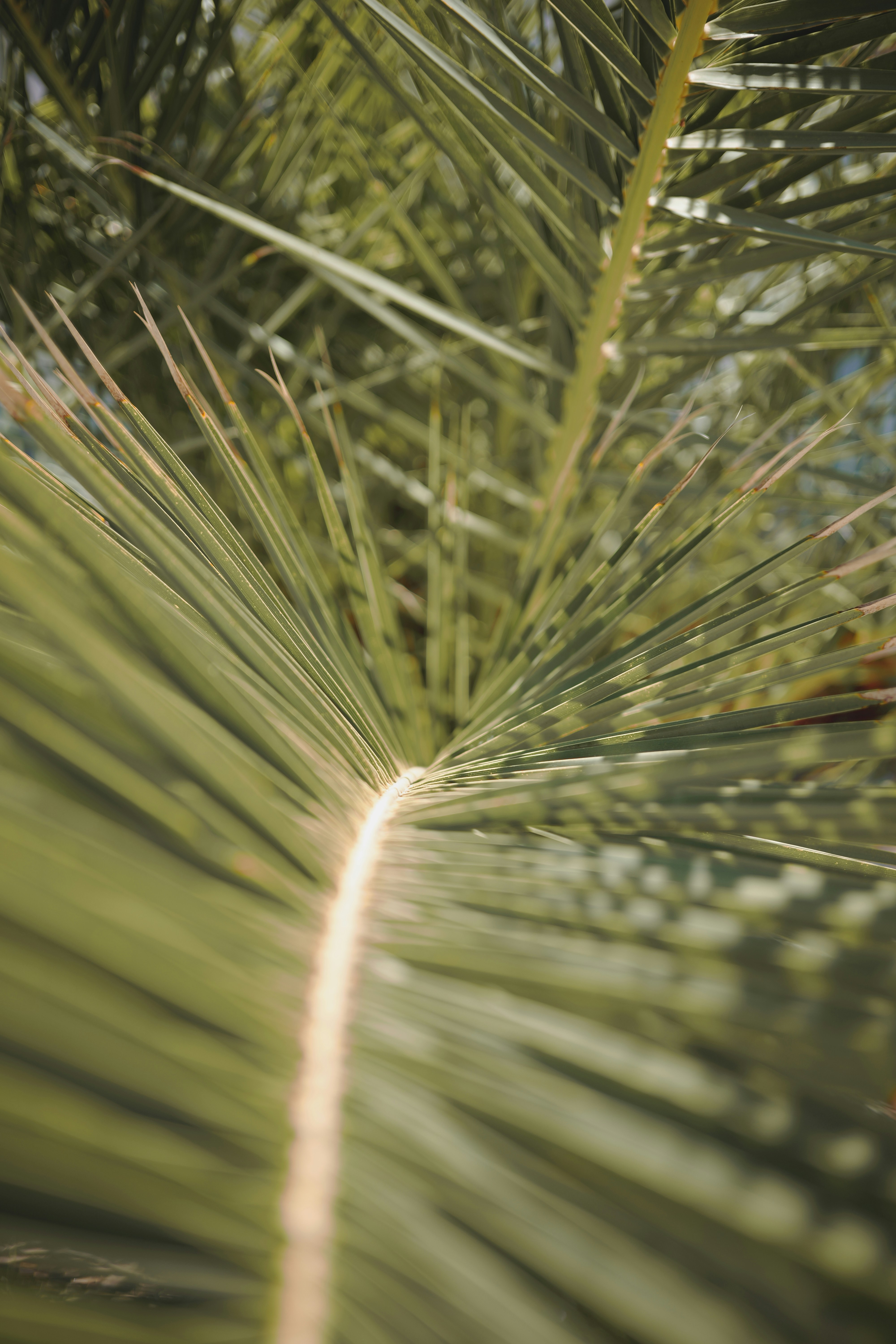 Sunlit Pine Frond Curves into a Golden Trail
