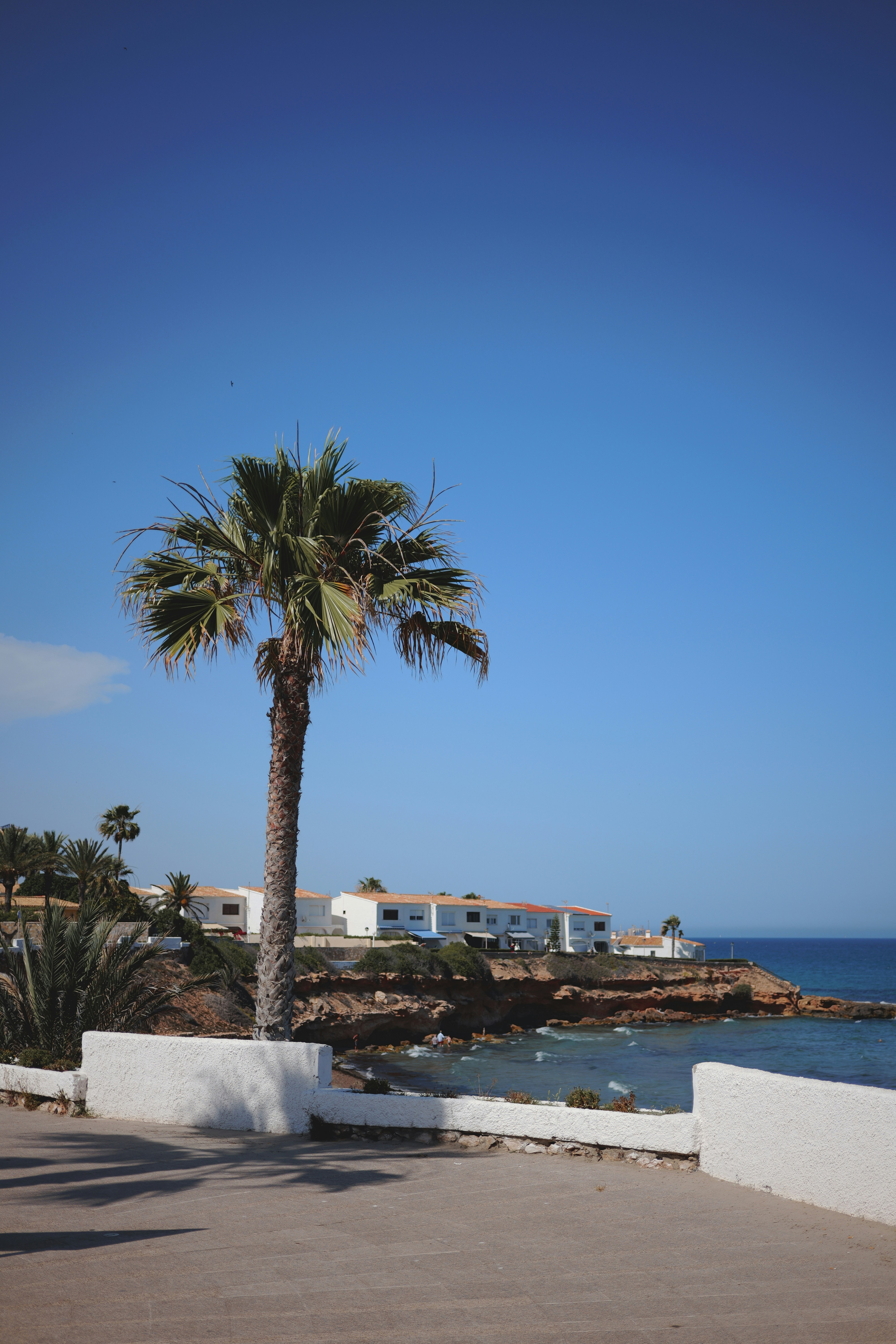 Tropical palm tree by white buildings and blue ocean.