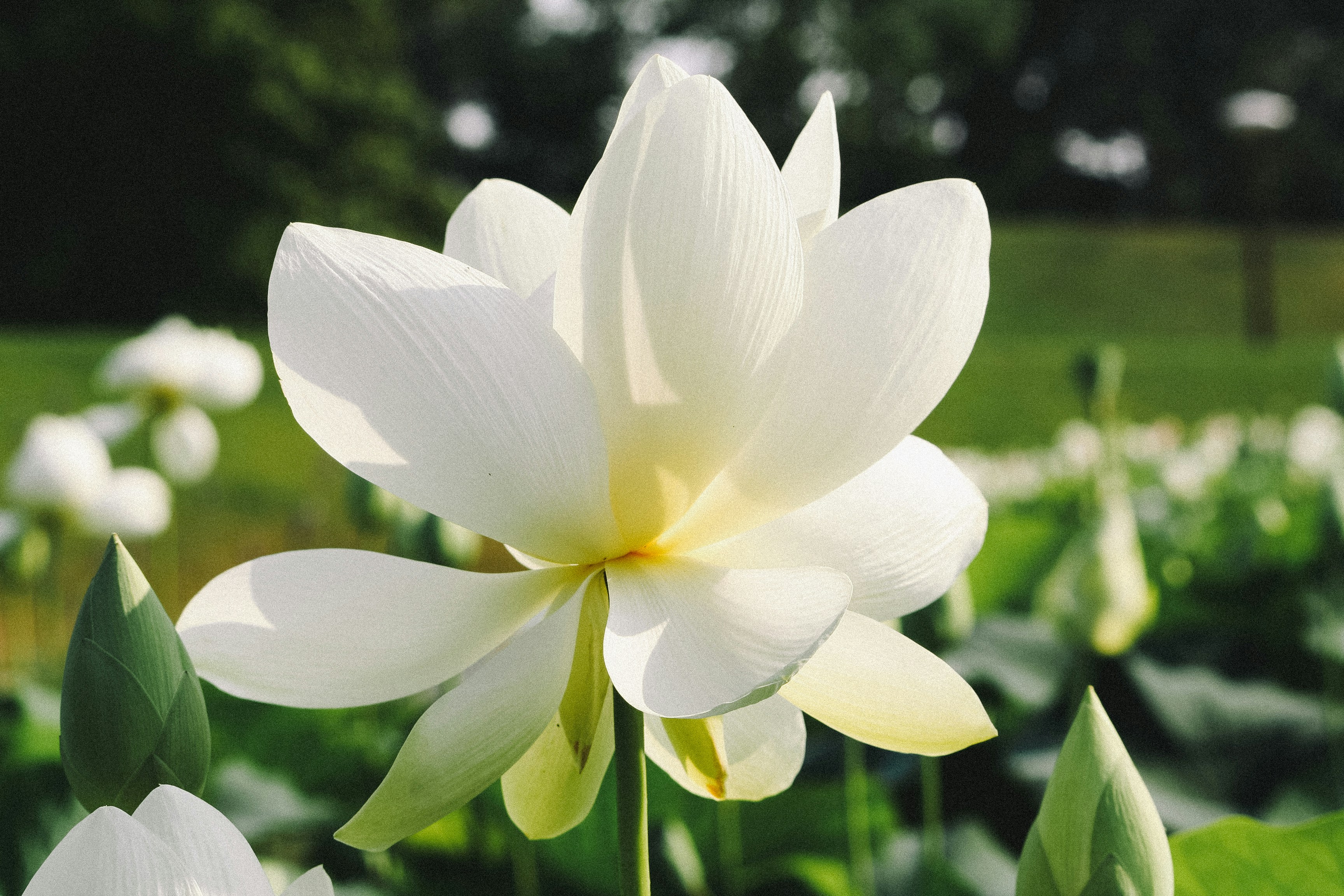 Pure Petal Sun: A White Lotus in Focus