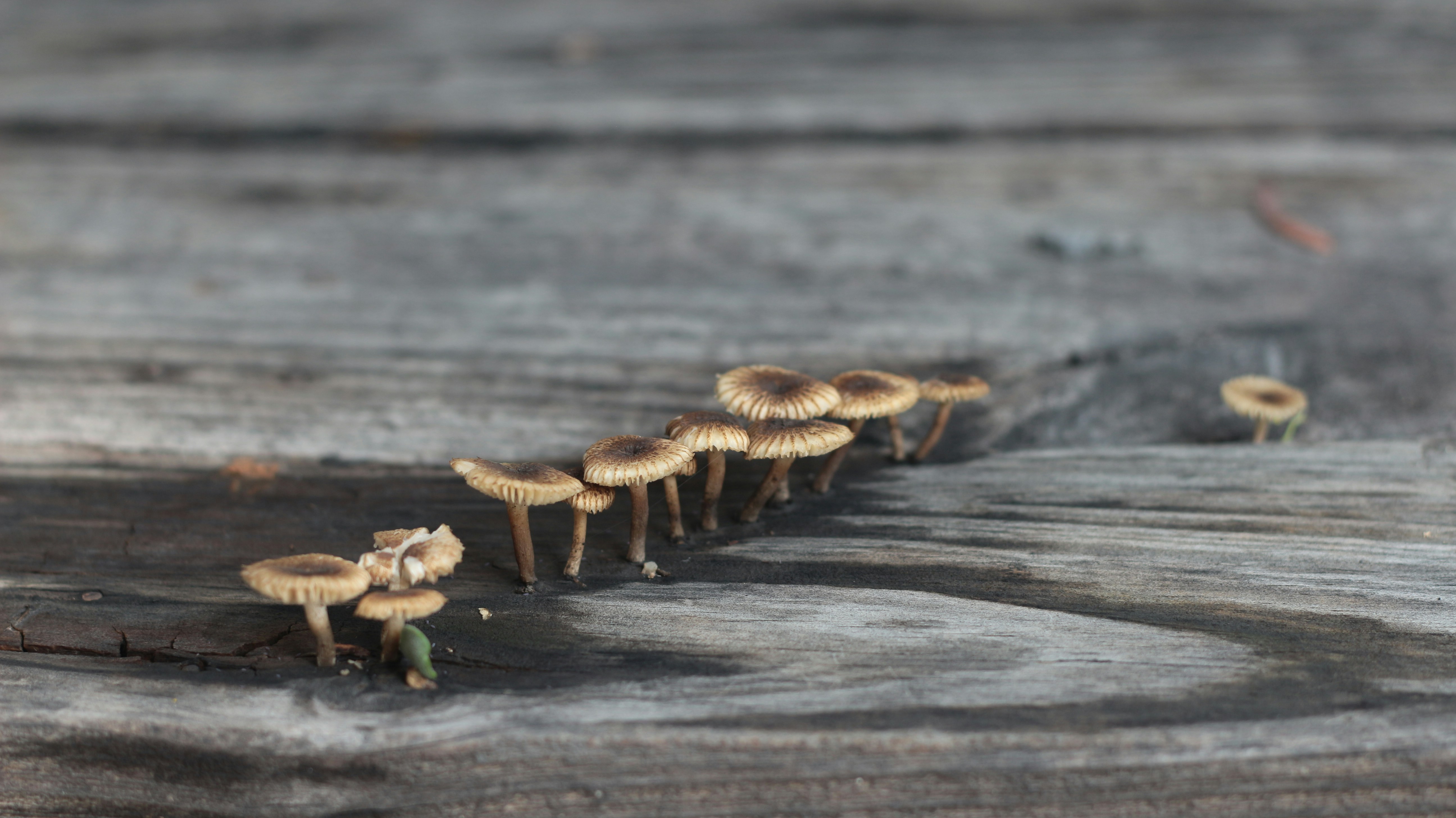 Row of Tiny Mushrooms on Weathered Wood