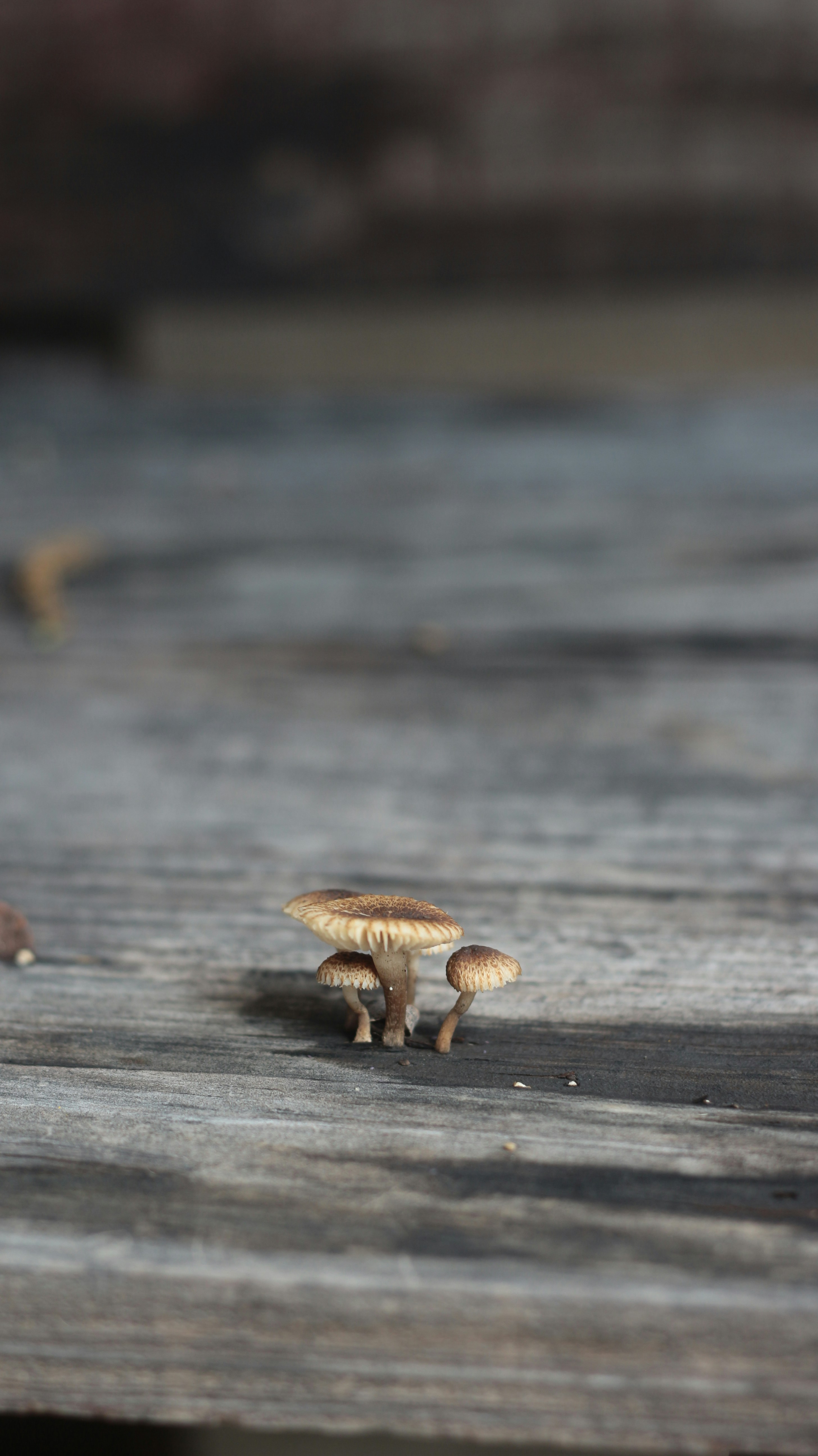 Cluster of small mushrooms growing from a weathered wooden surface, focused with shallow depth of field to emphasize texture and delicate stalks.