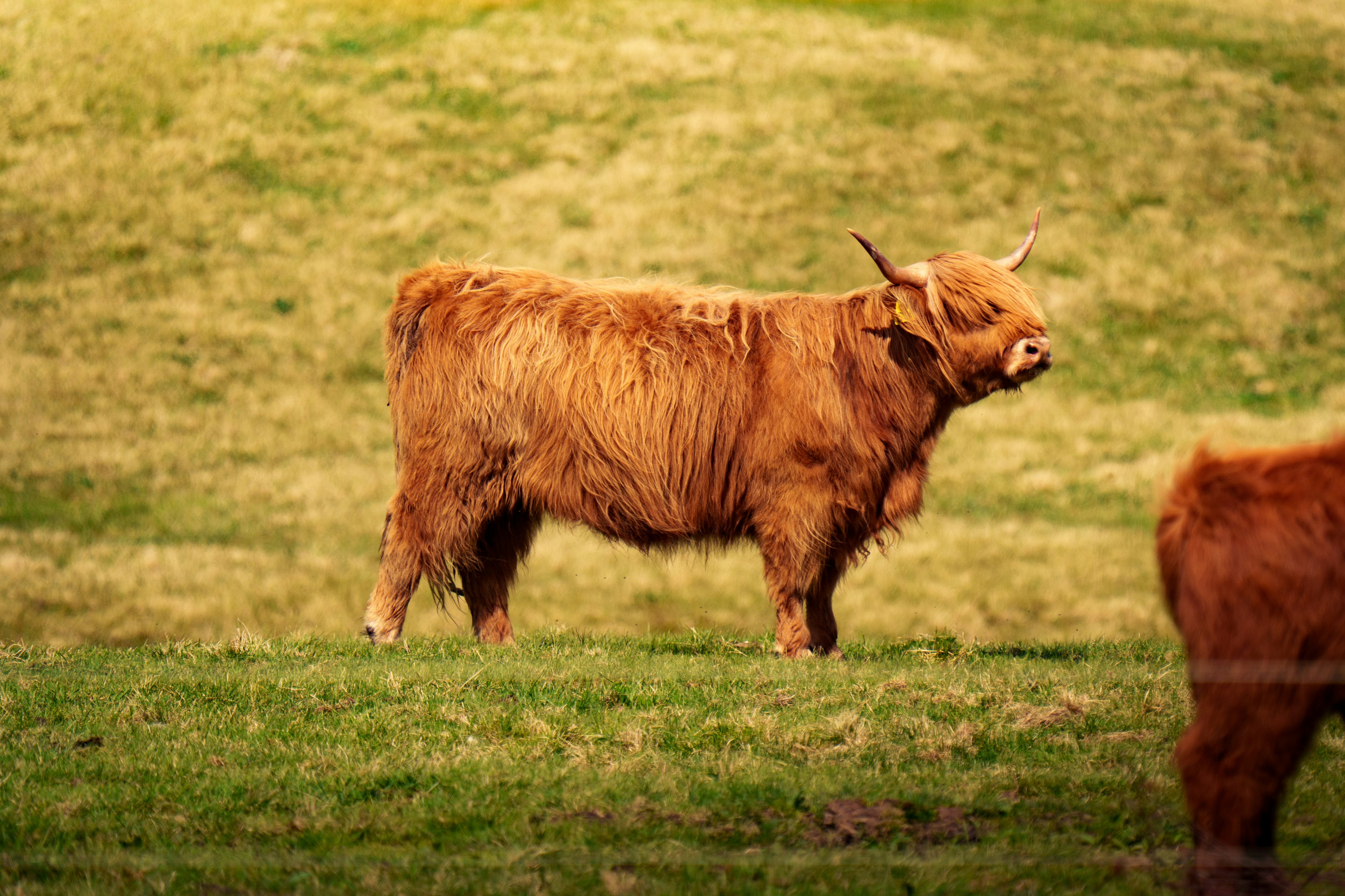 Golden Highlander in the Meadow