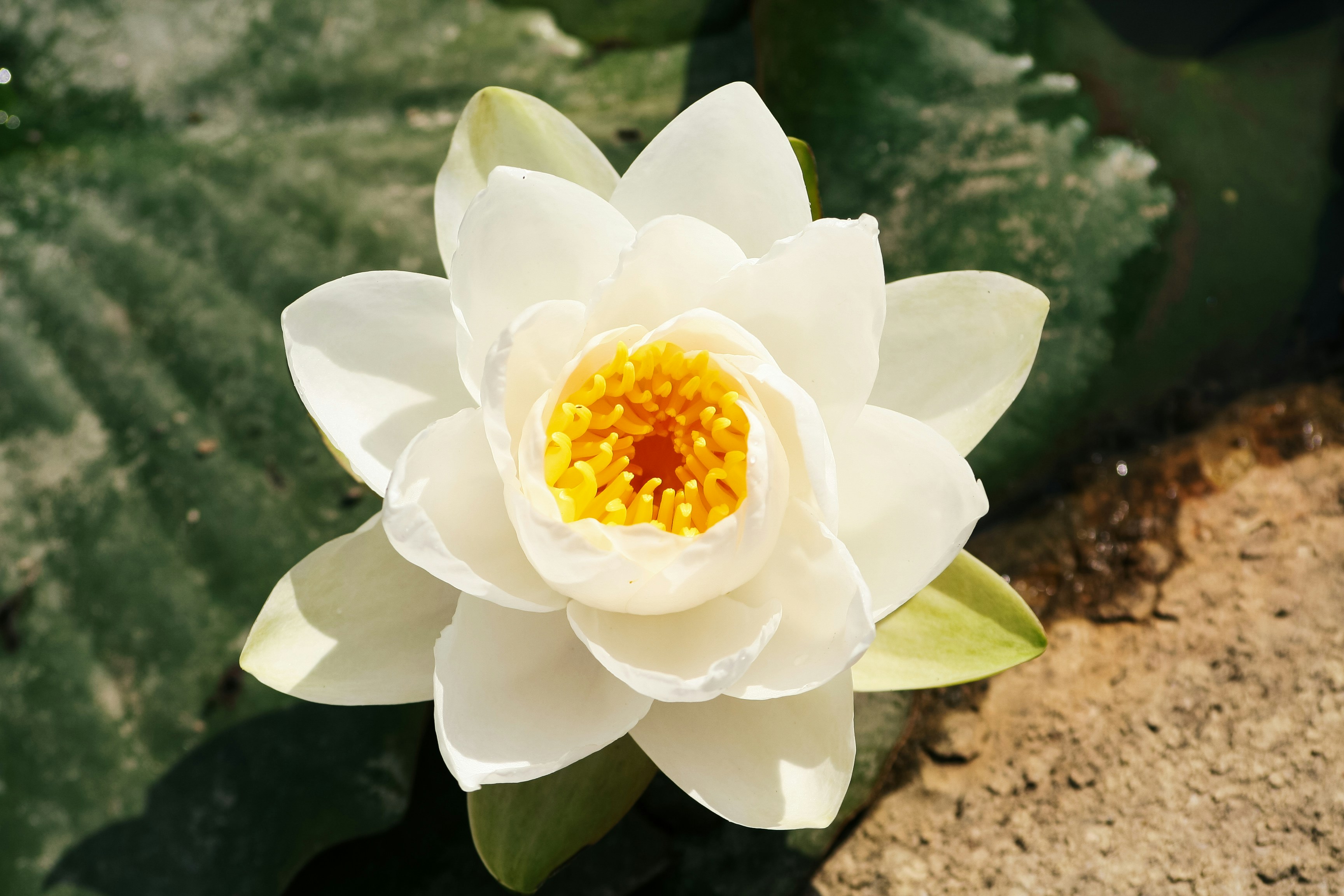 Centered Bloom: A White Water Lily with Sunlit Depths