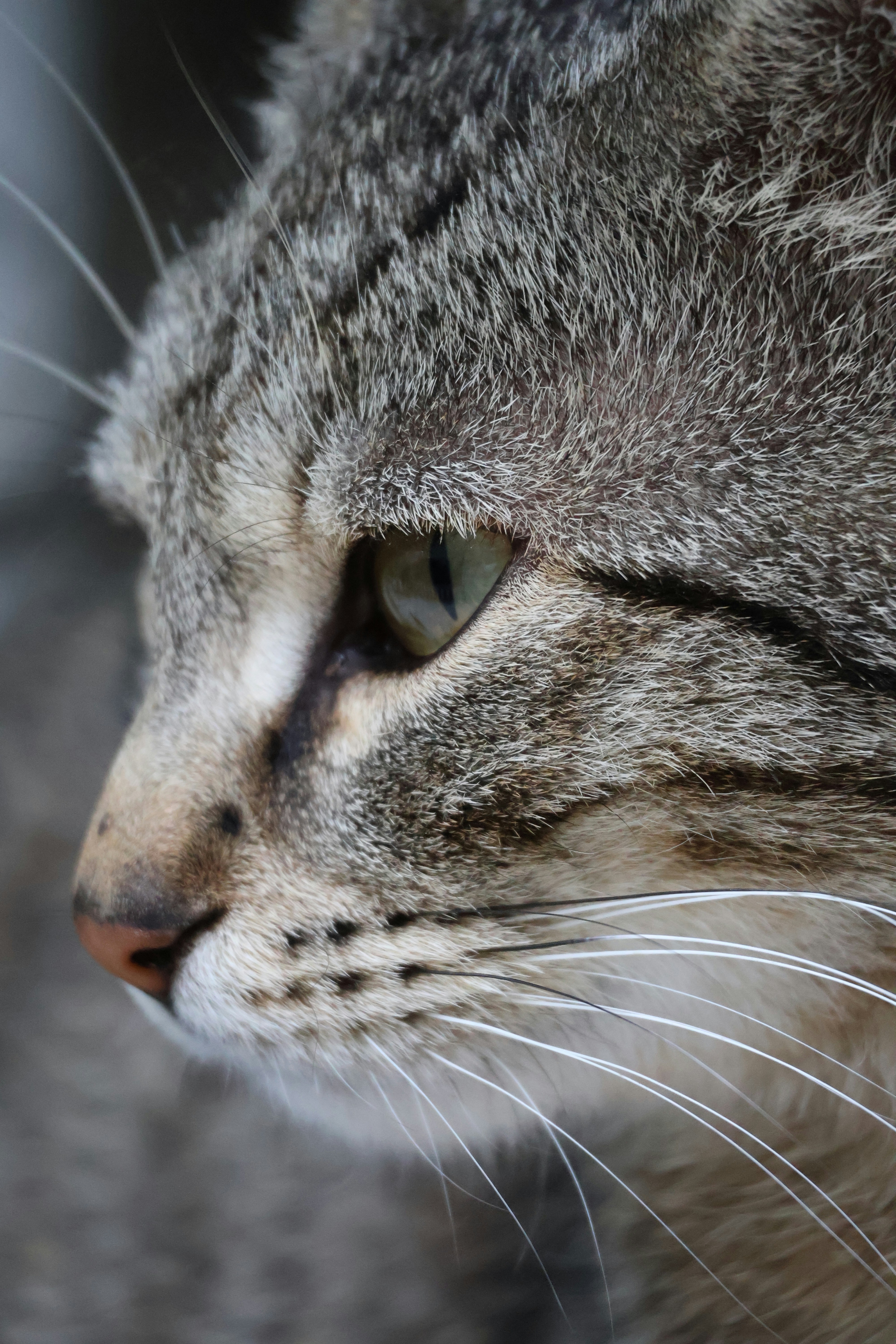 Close-Up of a Cat's Contemplative Gaze