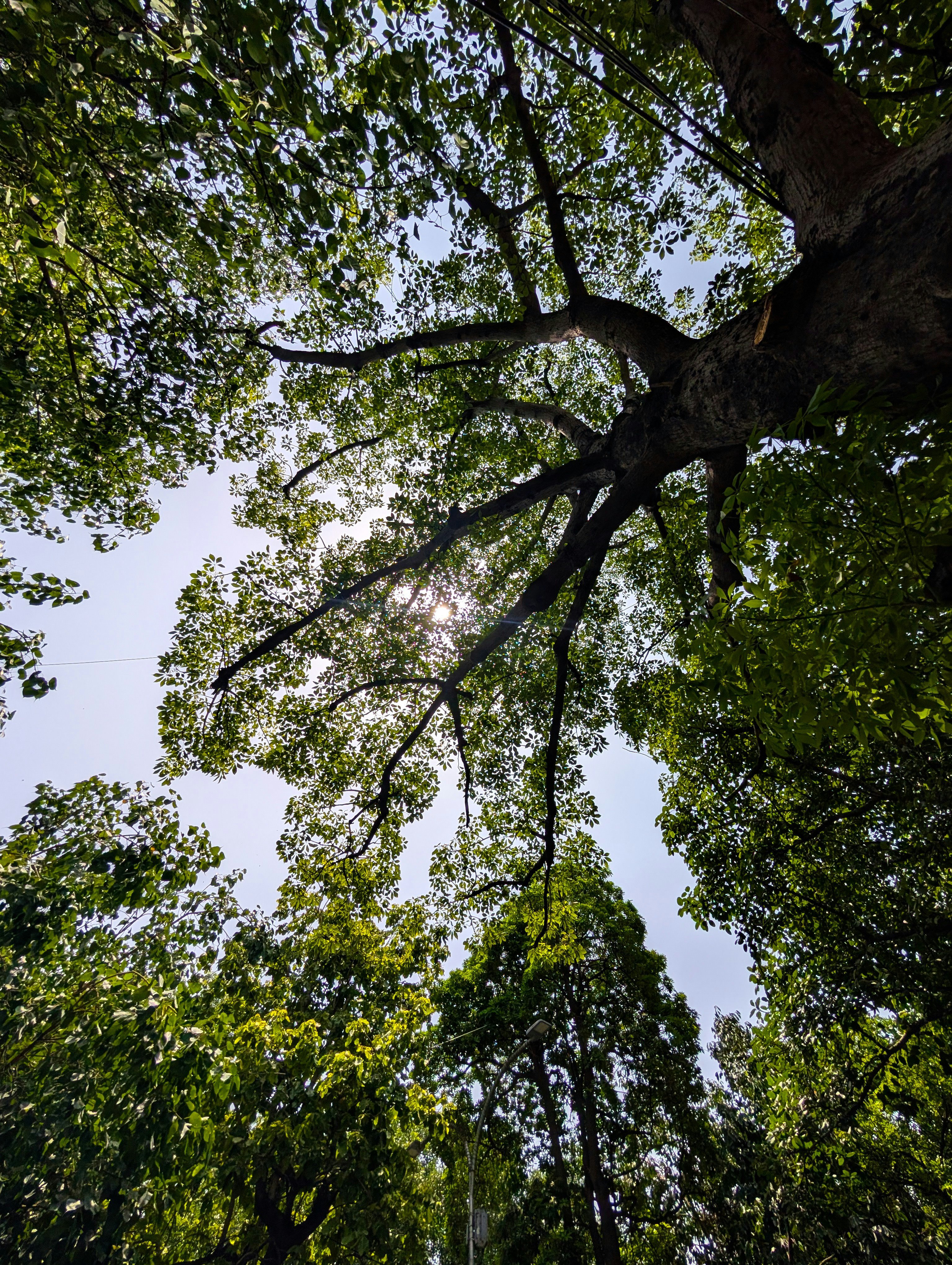 Sunlight filters through a dense canopy of green leaves, revealing a network of branches against a bright sky.