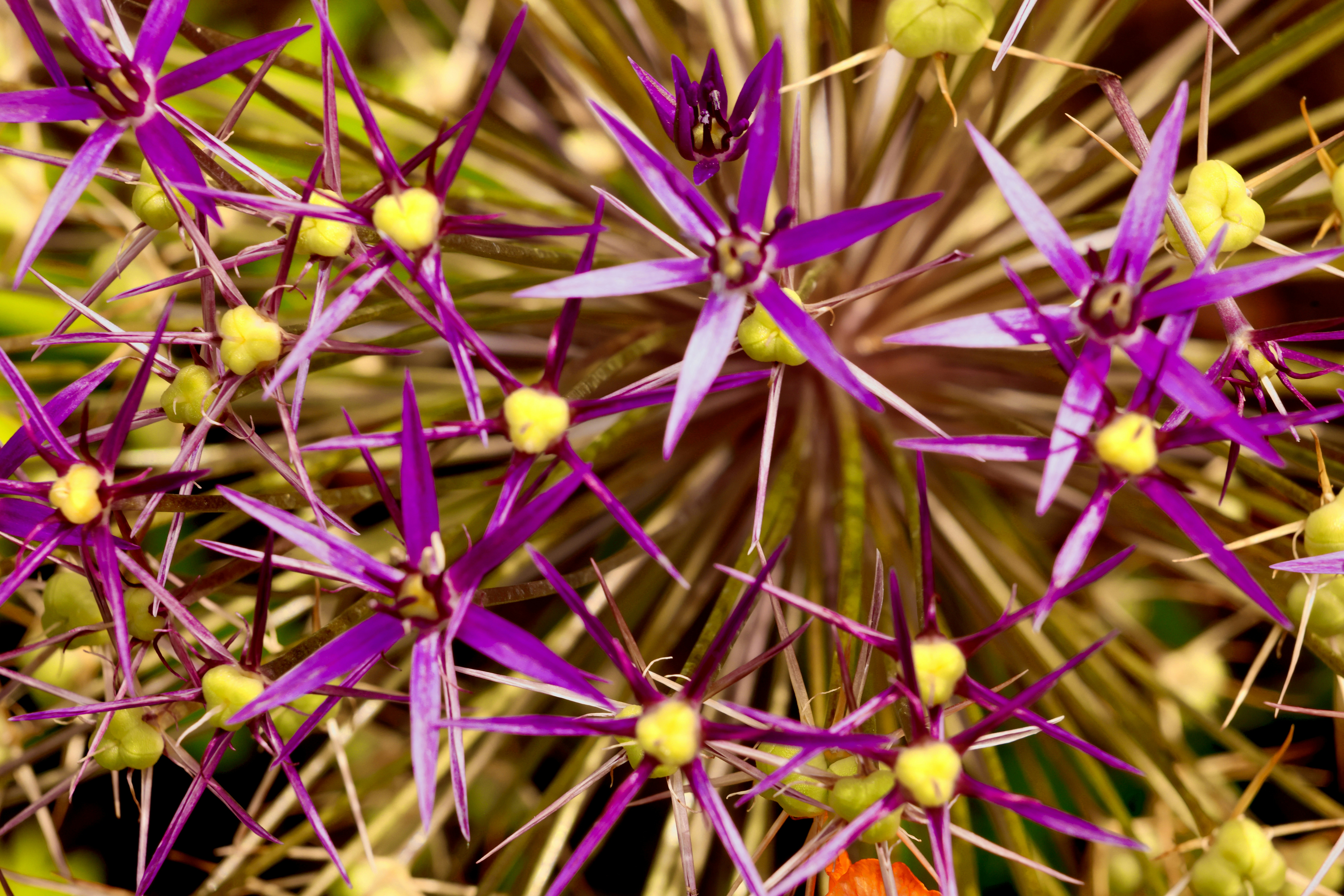 Radiant Spikes: a Close-Up of Crimson Starbursts in Bloom