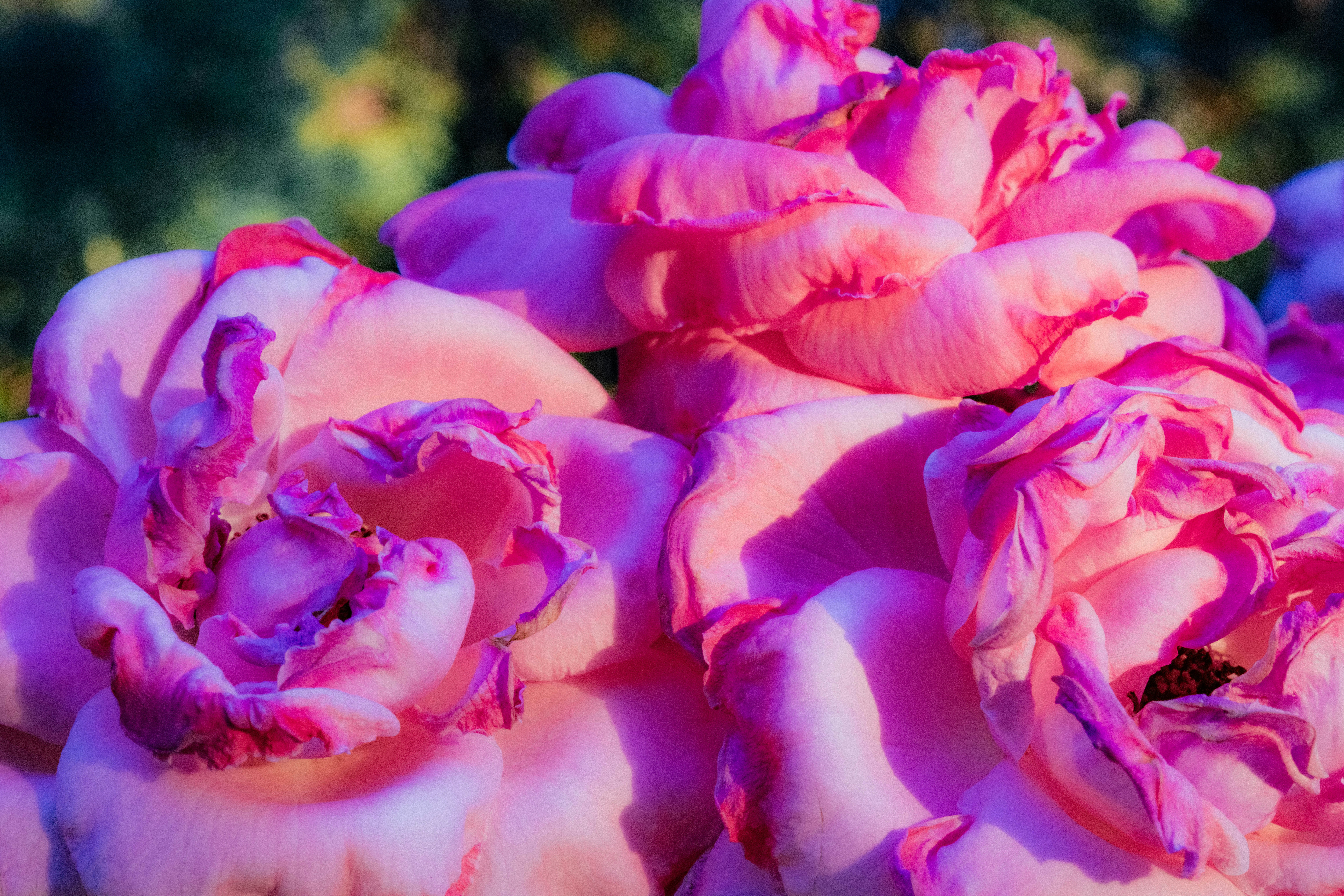Petals in Warm Sunset: A Close-Up of Velvet Pink Roses