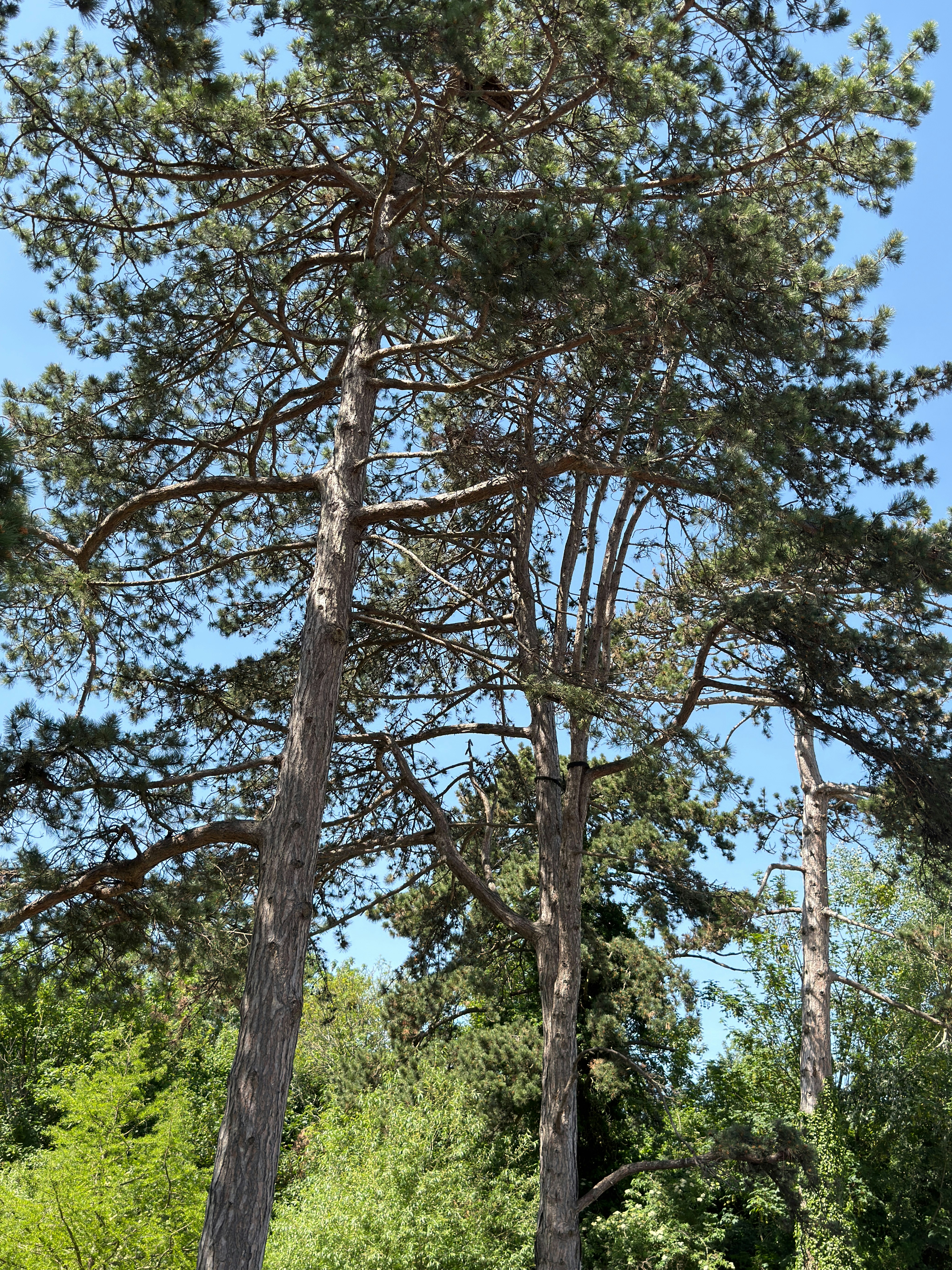 A great and stunning photo took of some trees shot on the iPhone 17 Pro Max