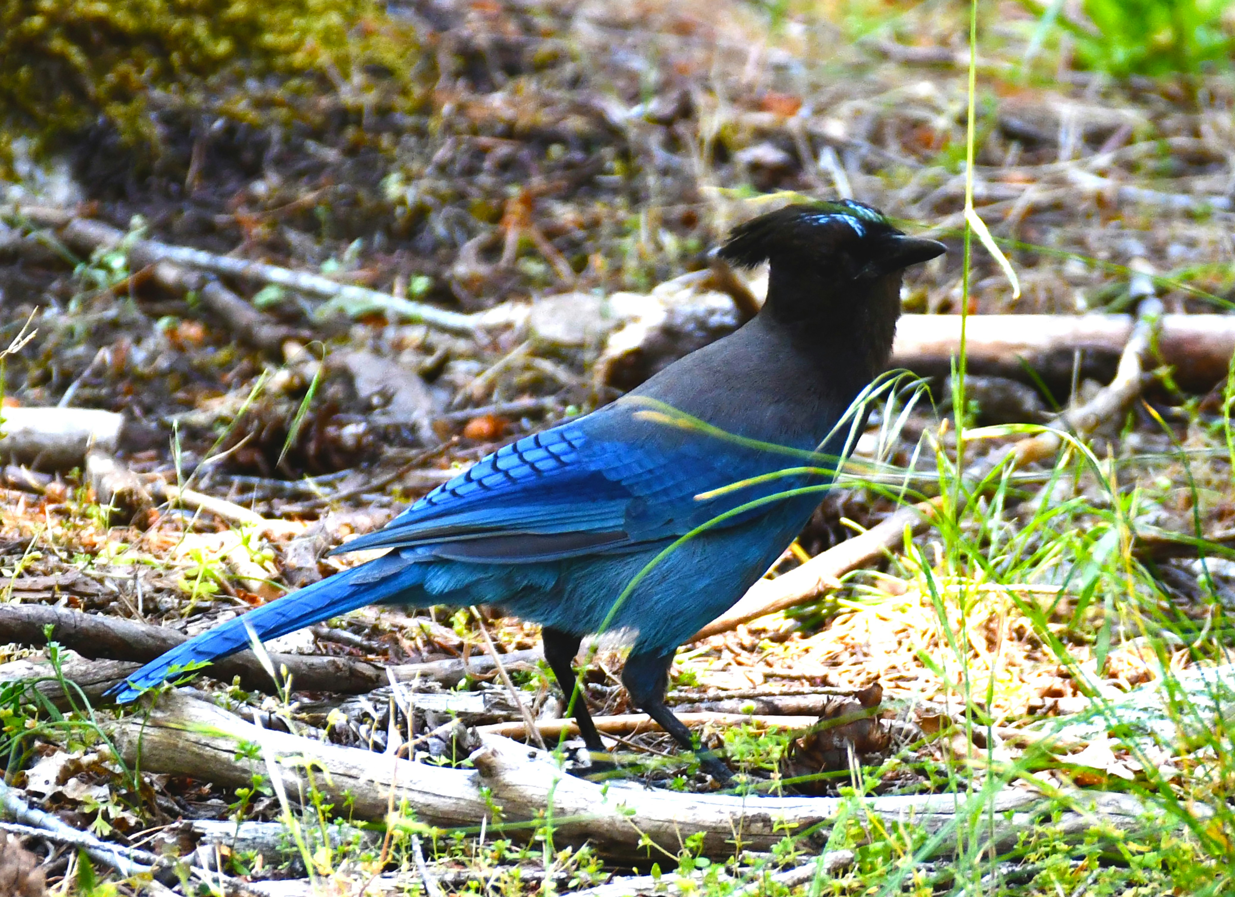 Azure Crowned Songbird in a Mossy Forest Clearing