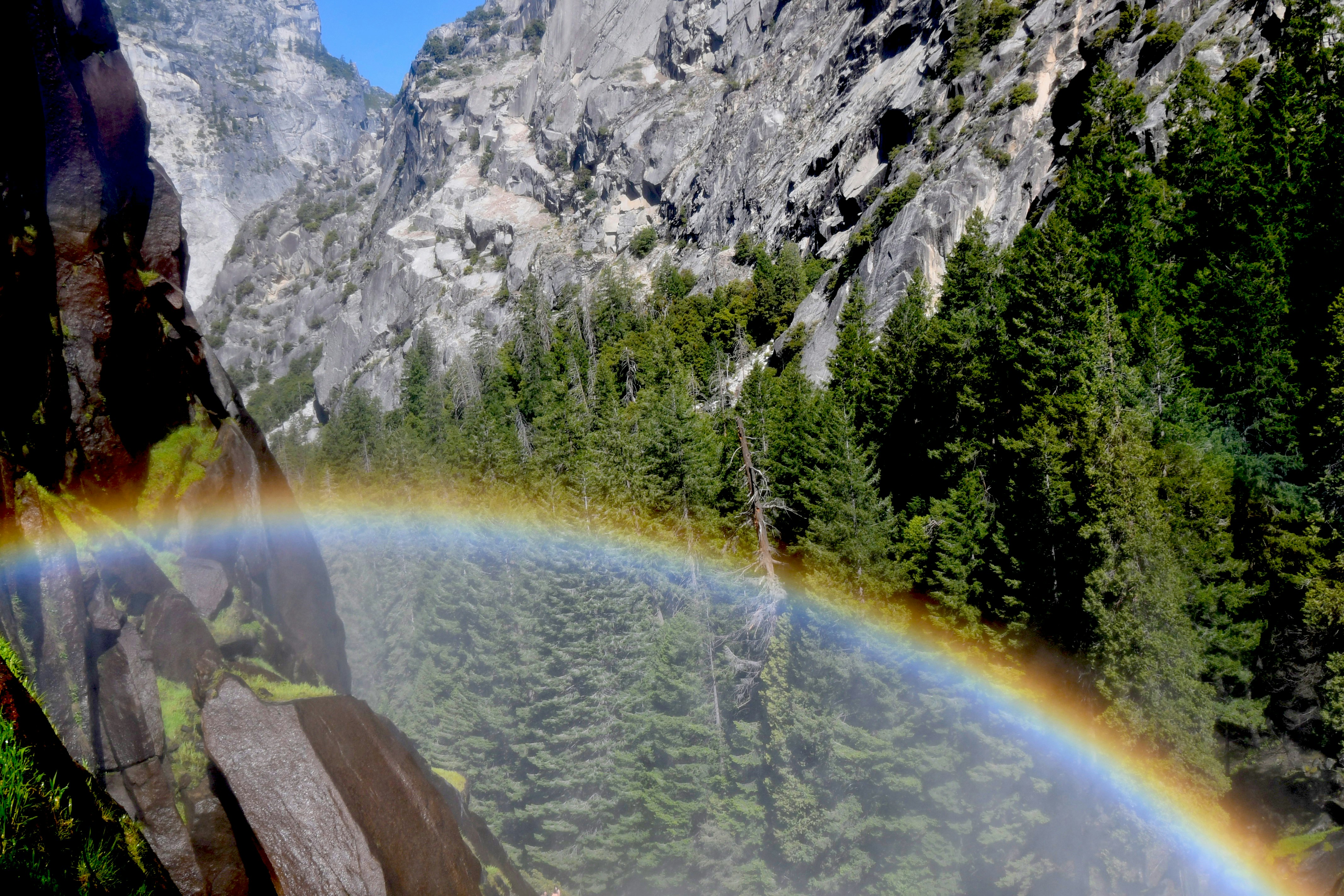 Rainbow arc over rugged pines: A mountain meadow still life