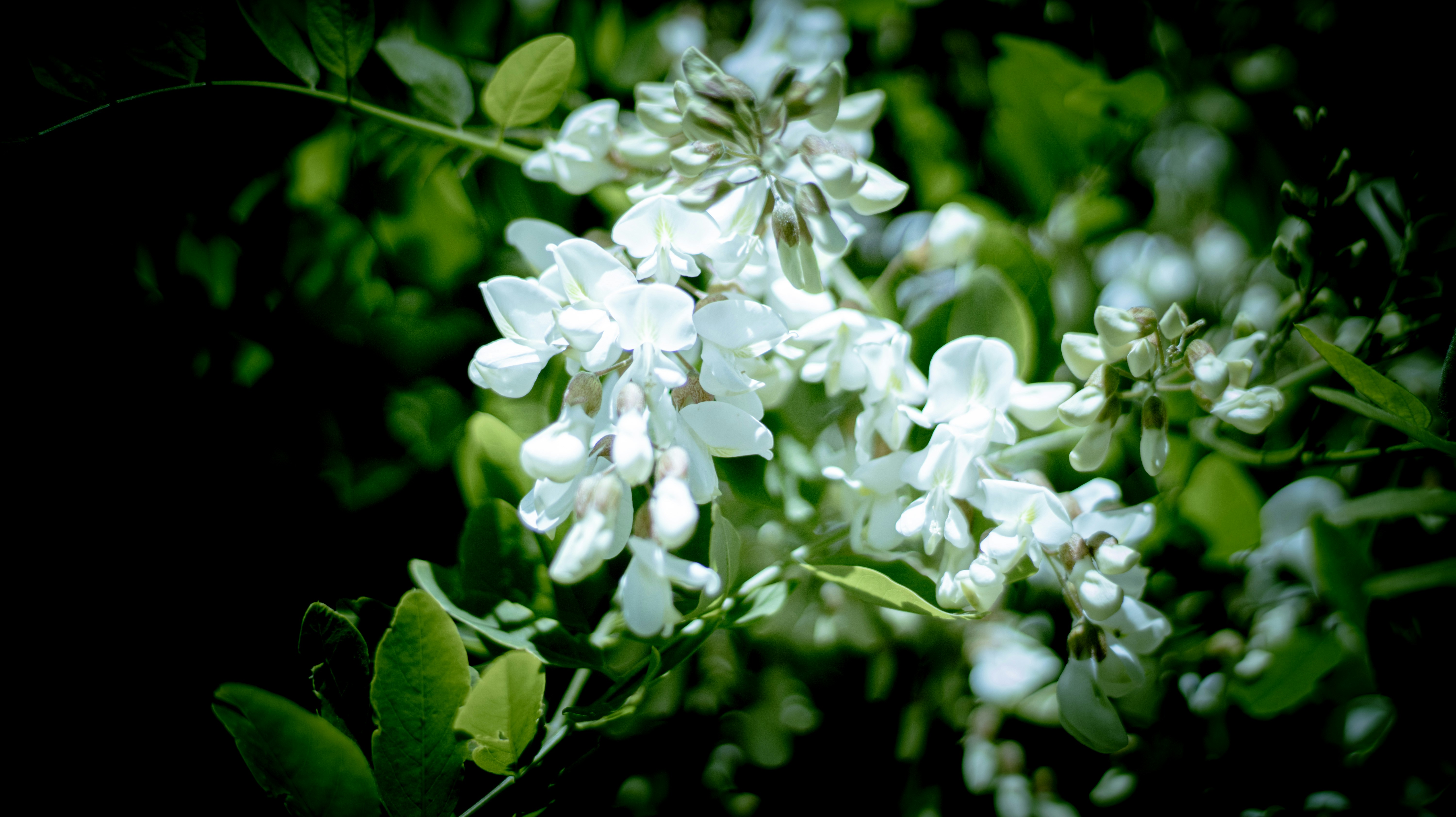 White cluster in a sunlit thicket