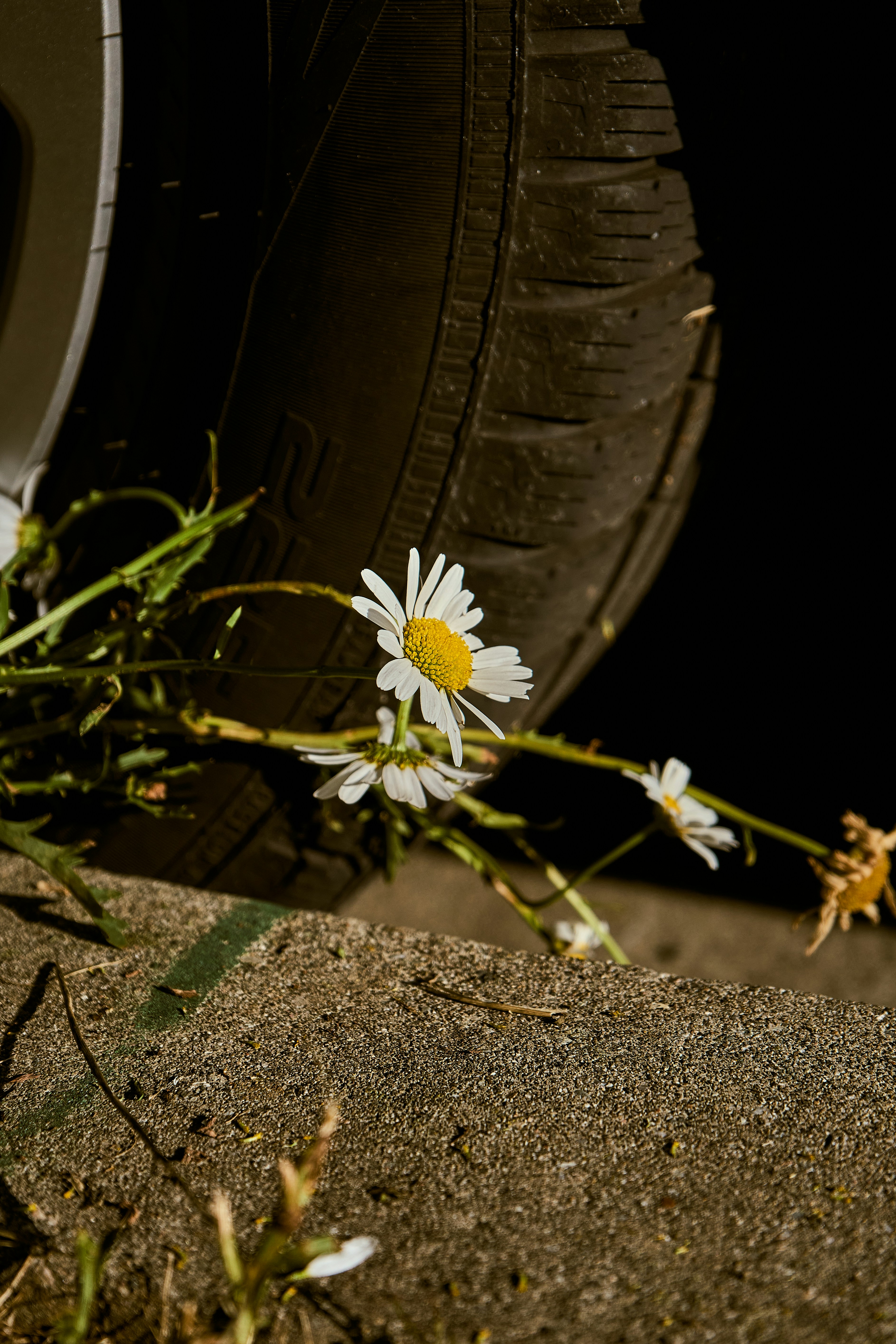 Daisy Welcoming the Roadside Sun