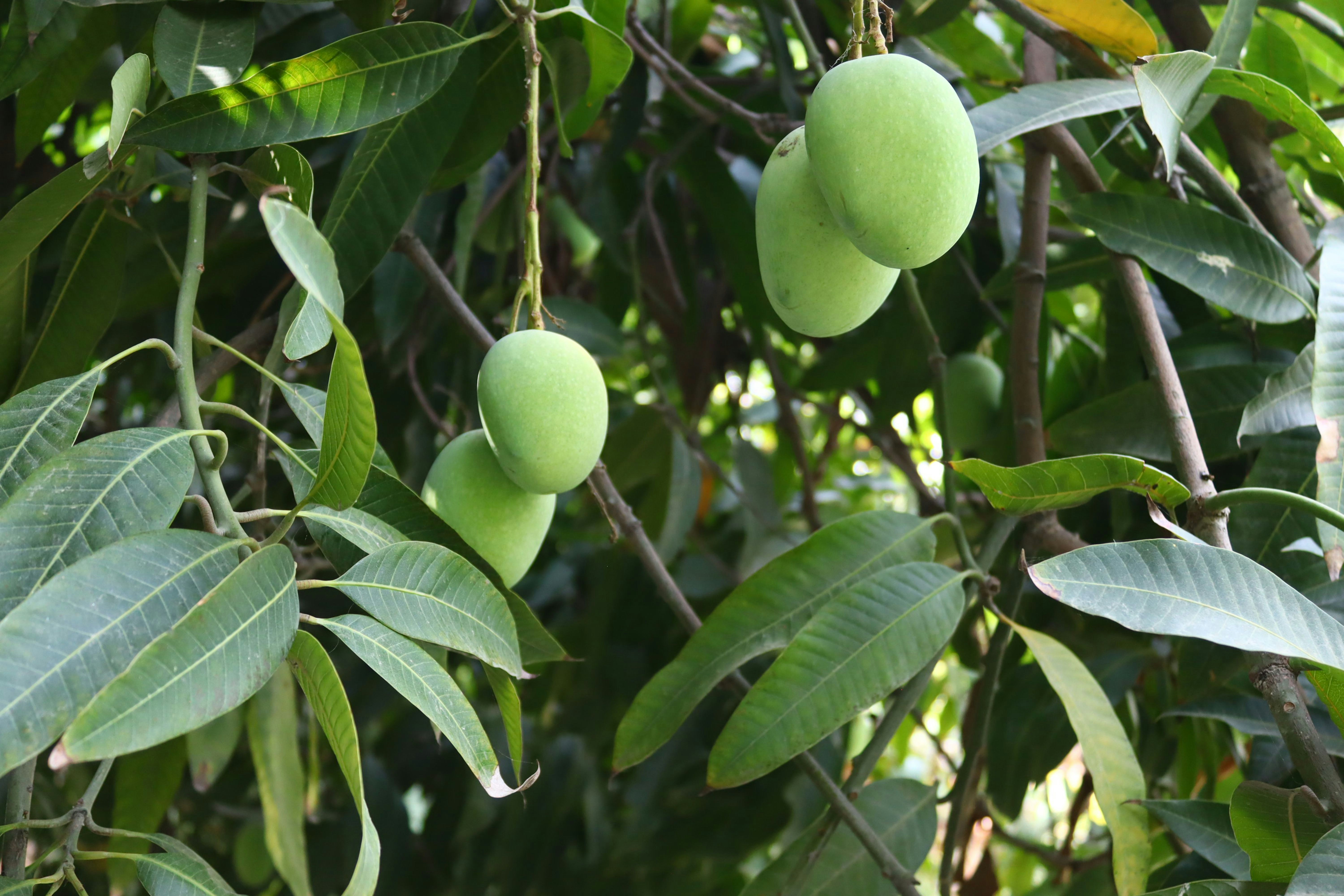 Green Mangoes in Sunlit Canopy