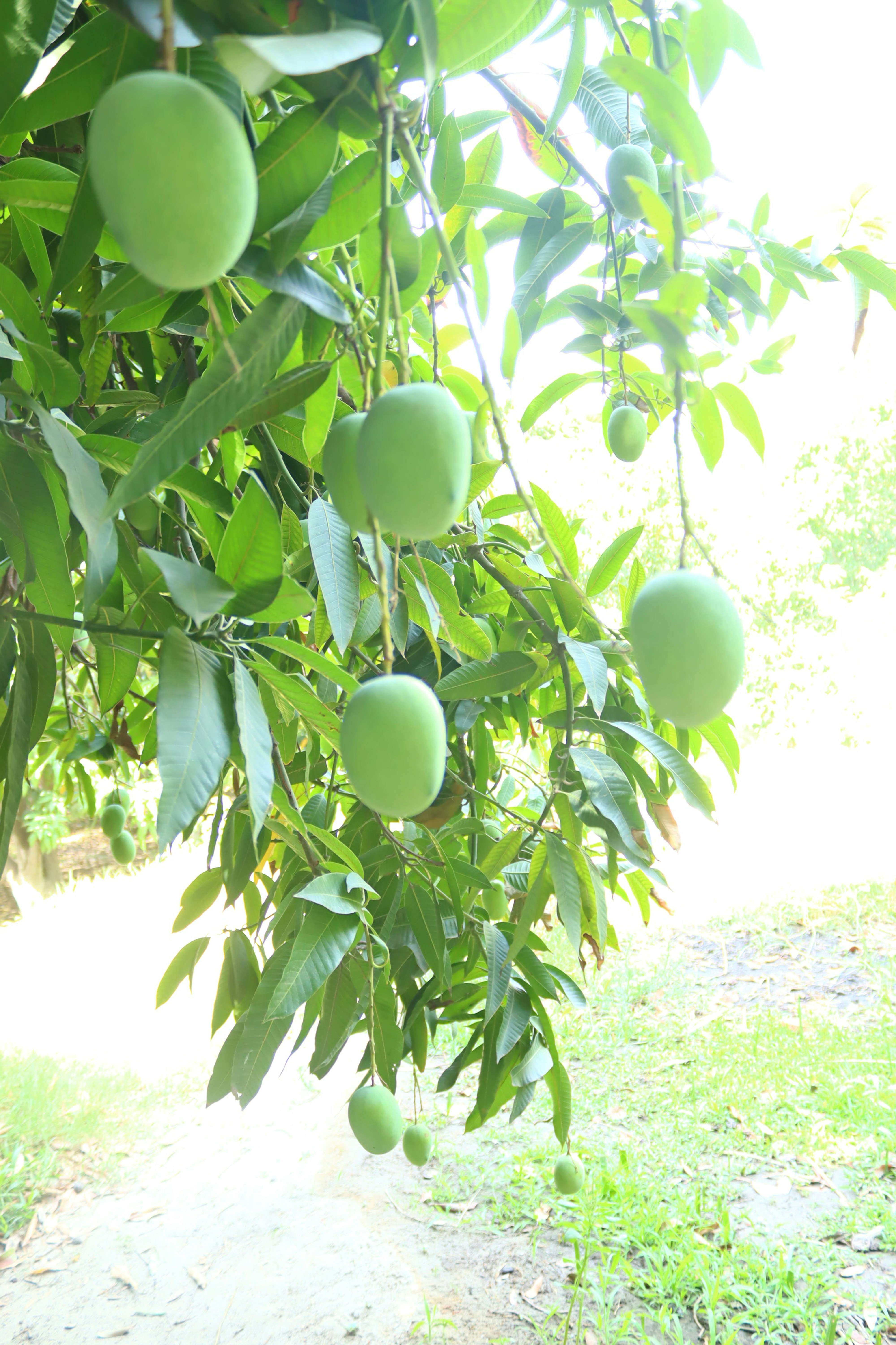 Green Mango Cluster in Dappled Orchard Light