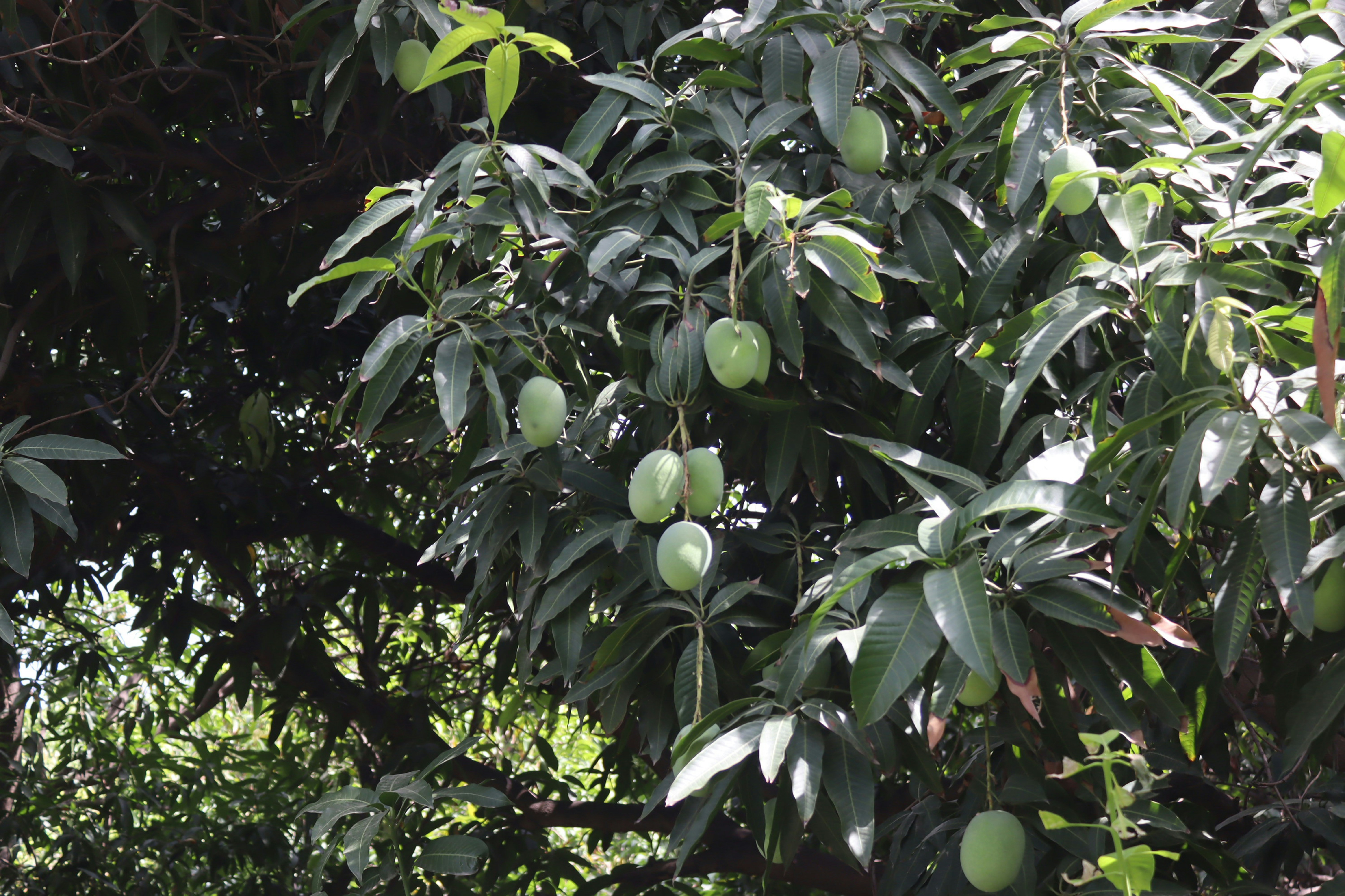 Green Mango Canopy: A Quiet Orchard Moment