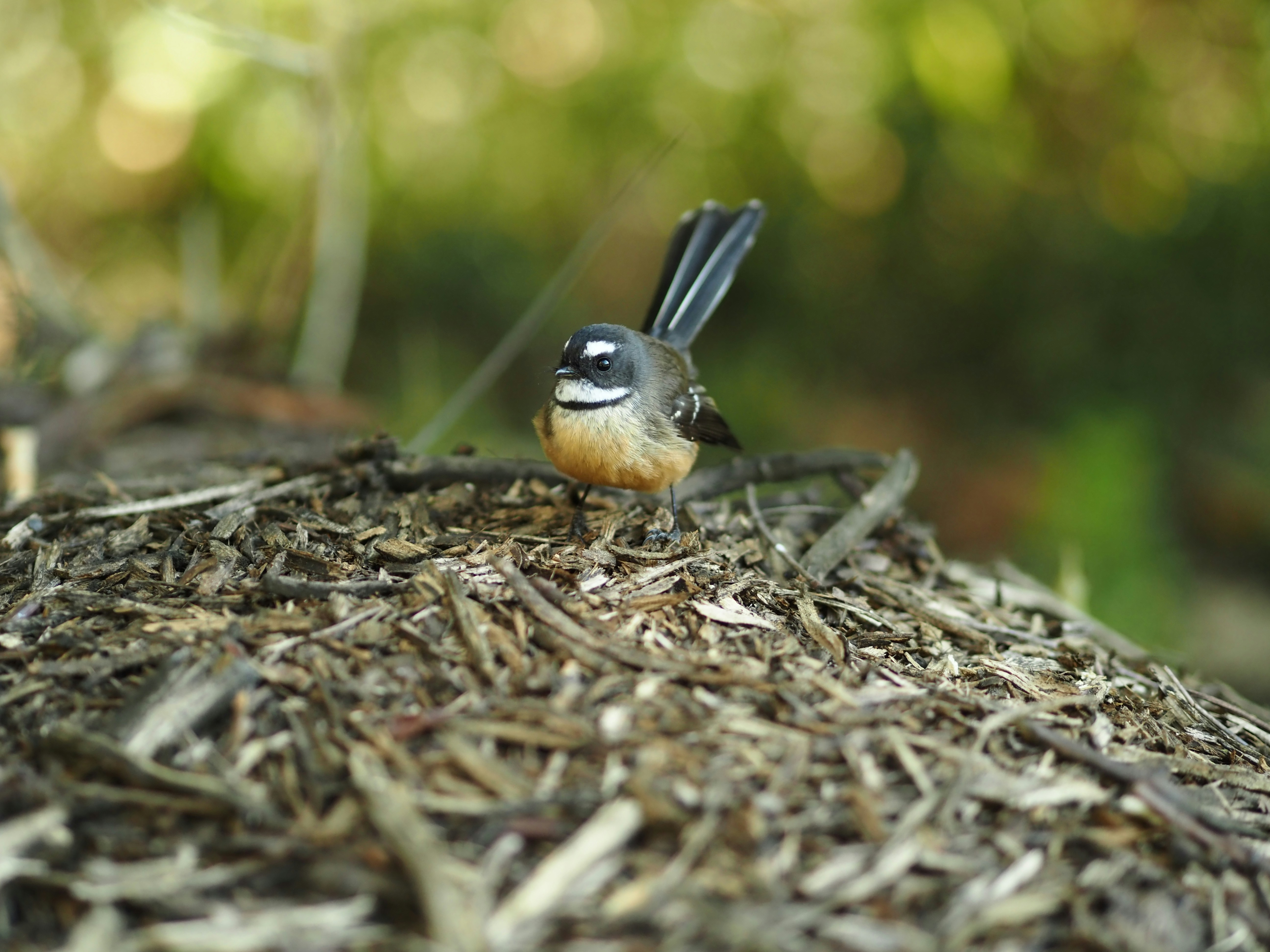 On the Edge of the Nest: a Coal Tit at Dappled Dawn