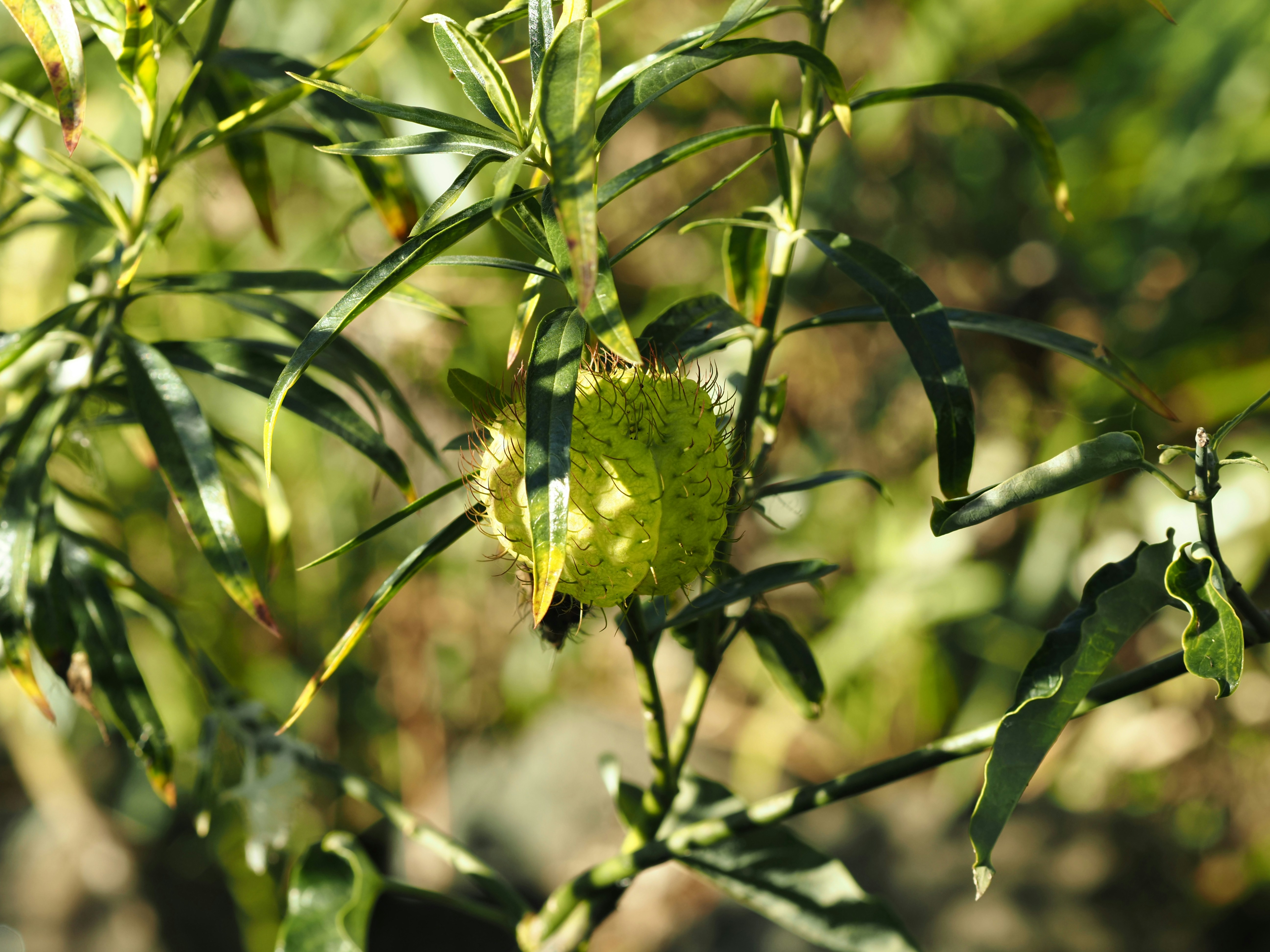 Green Fruit in Sunlit Grove