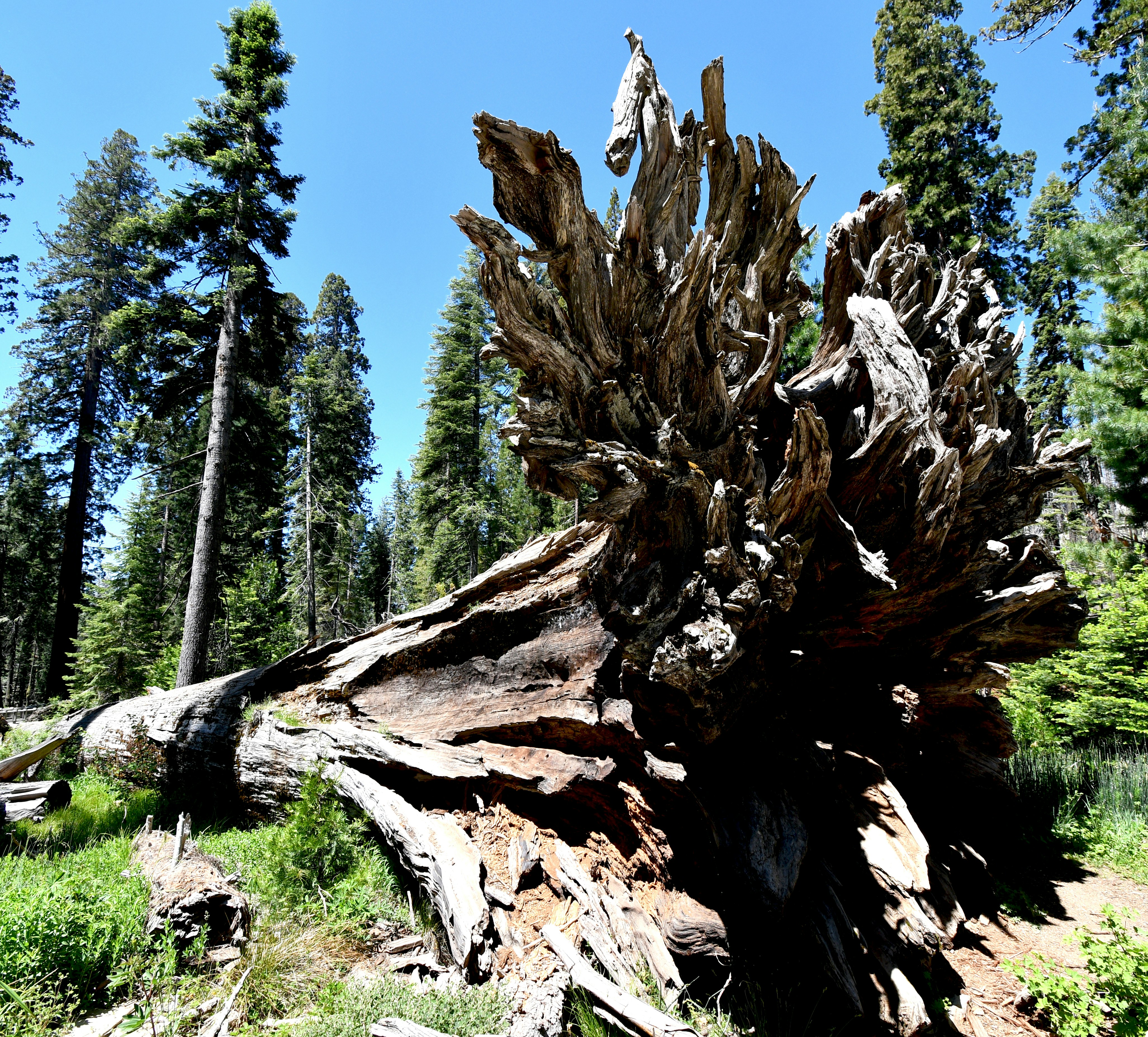 Ancient Tree Remnant Reaching Toward the Sky