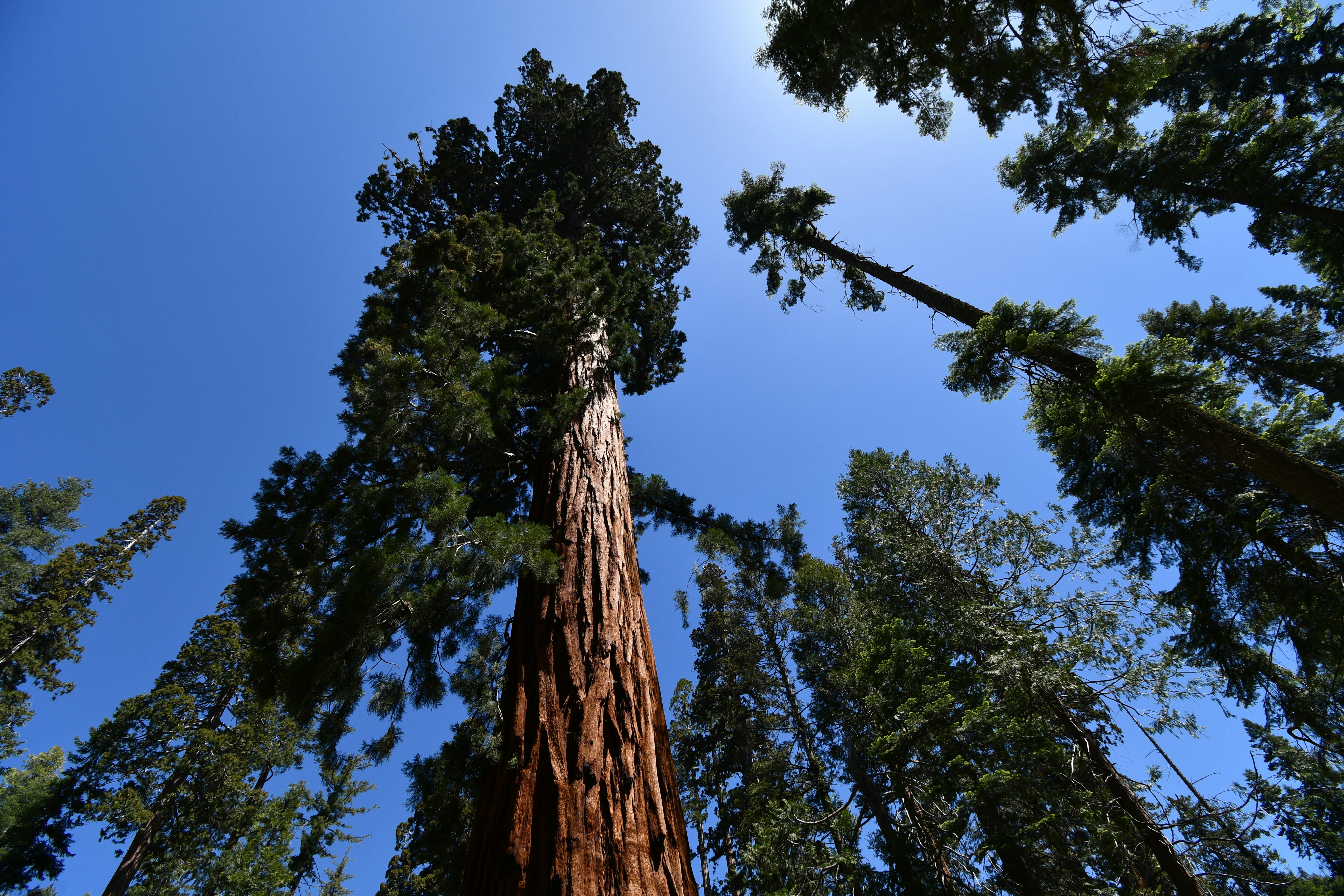 Skyward Giants: A Forest Canopy Reaching for the Sun