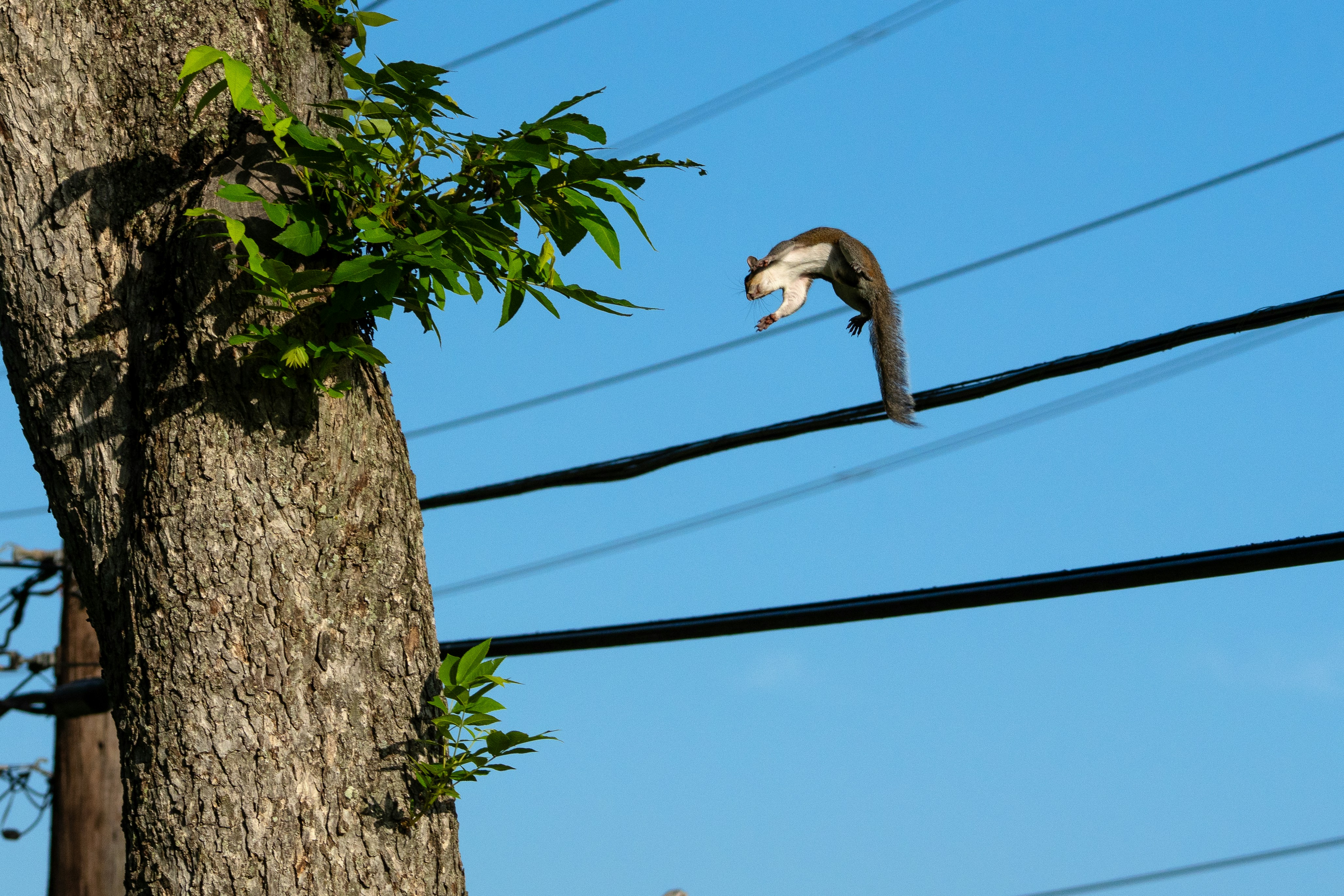 Diver in Transit: A Bird’s-eye Sprint Across Power Lines