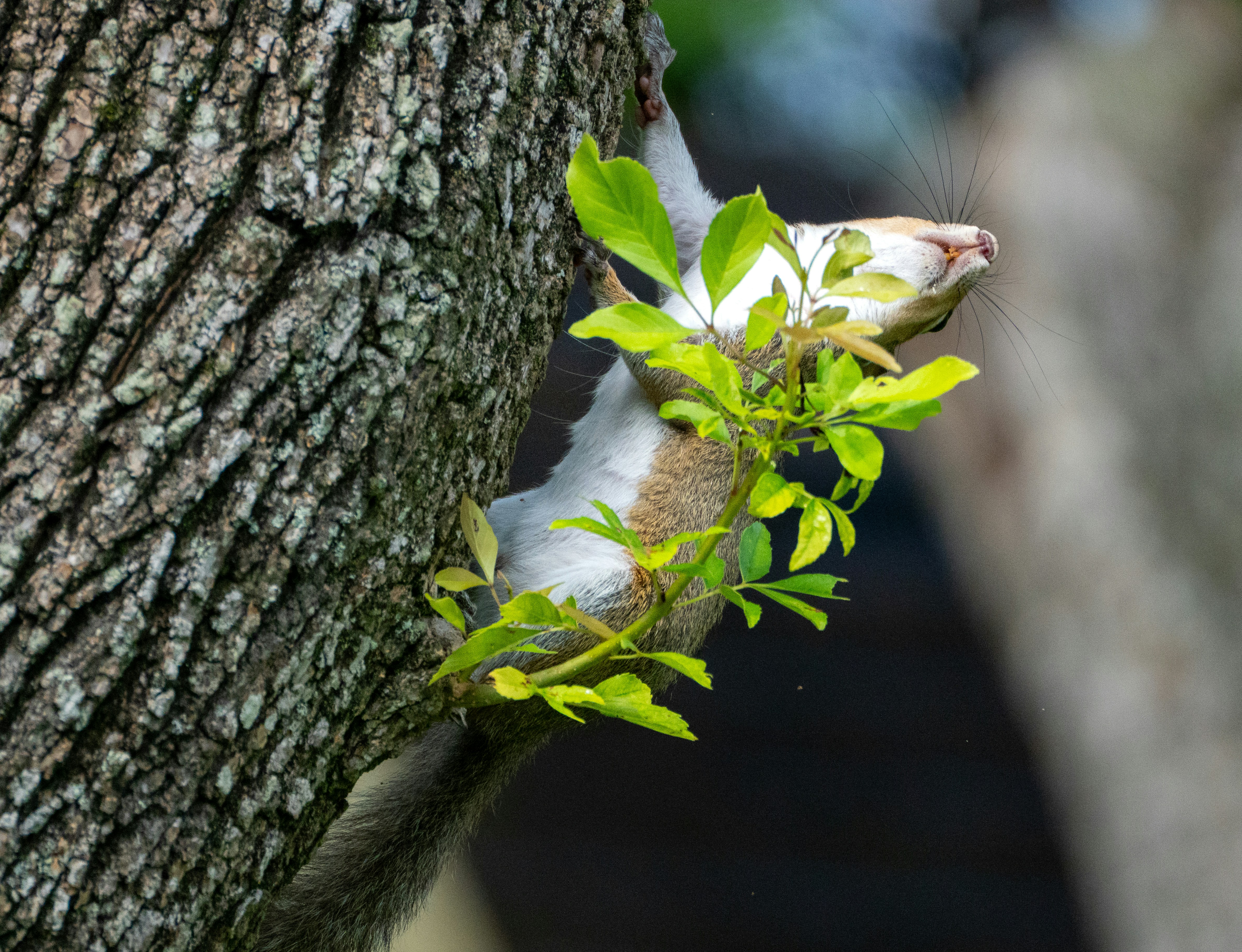 Green Tender: A Curious Goat Chews the Vine by the Tree