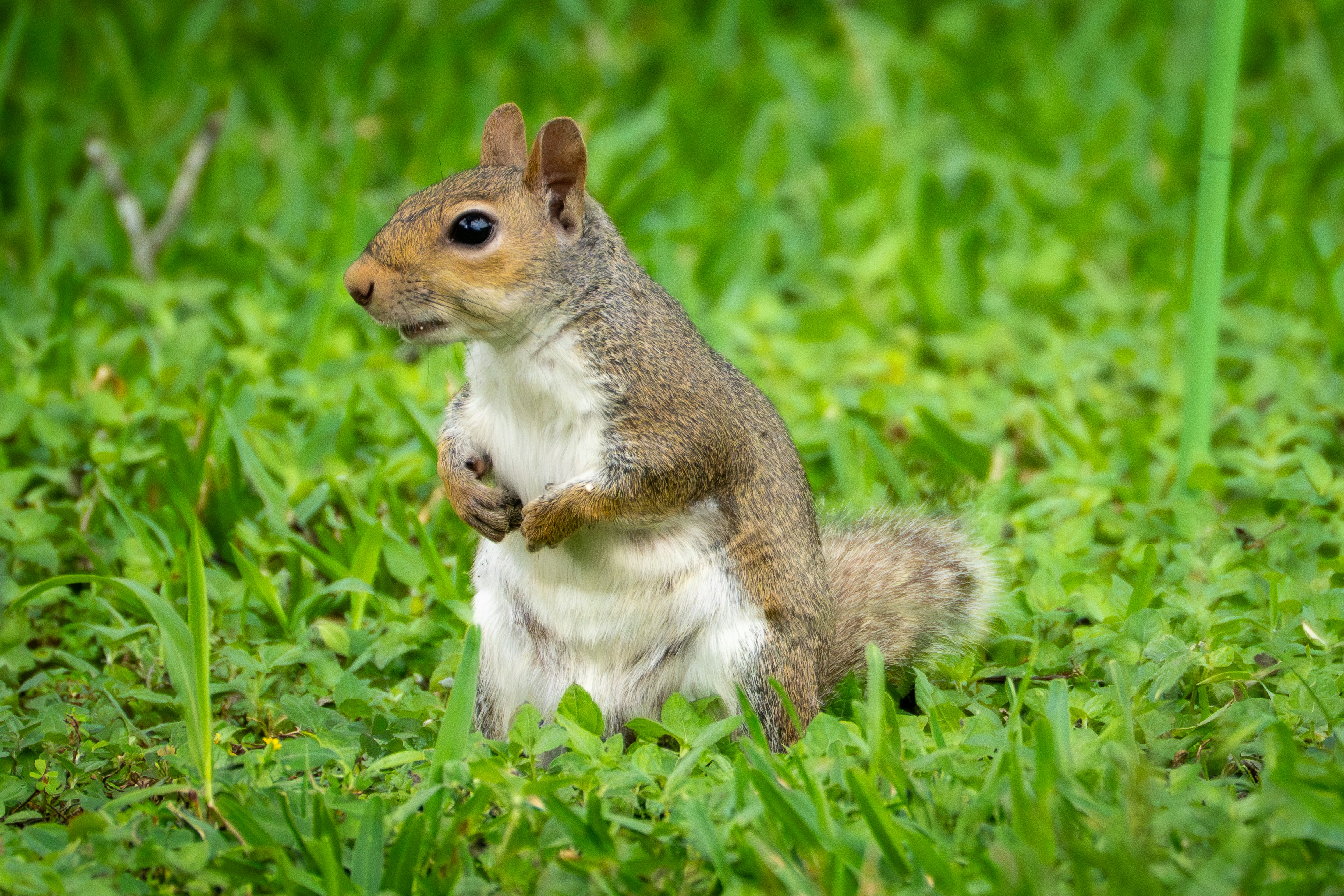 A gray squirrel stands upright in green grass.