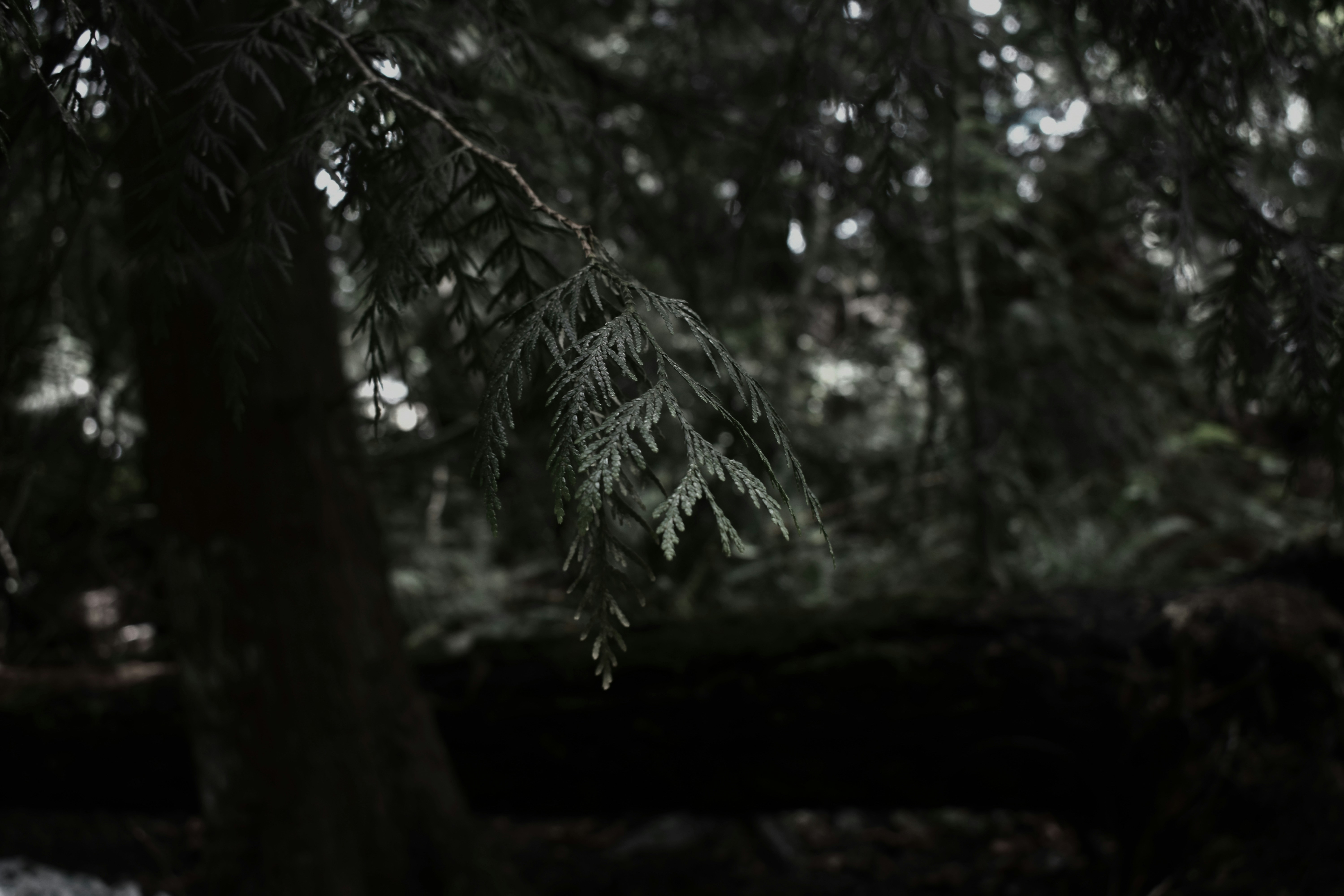 Dim Forest Canopy: A Quiet Veil of Ferns and Shadows
