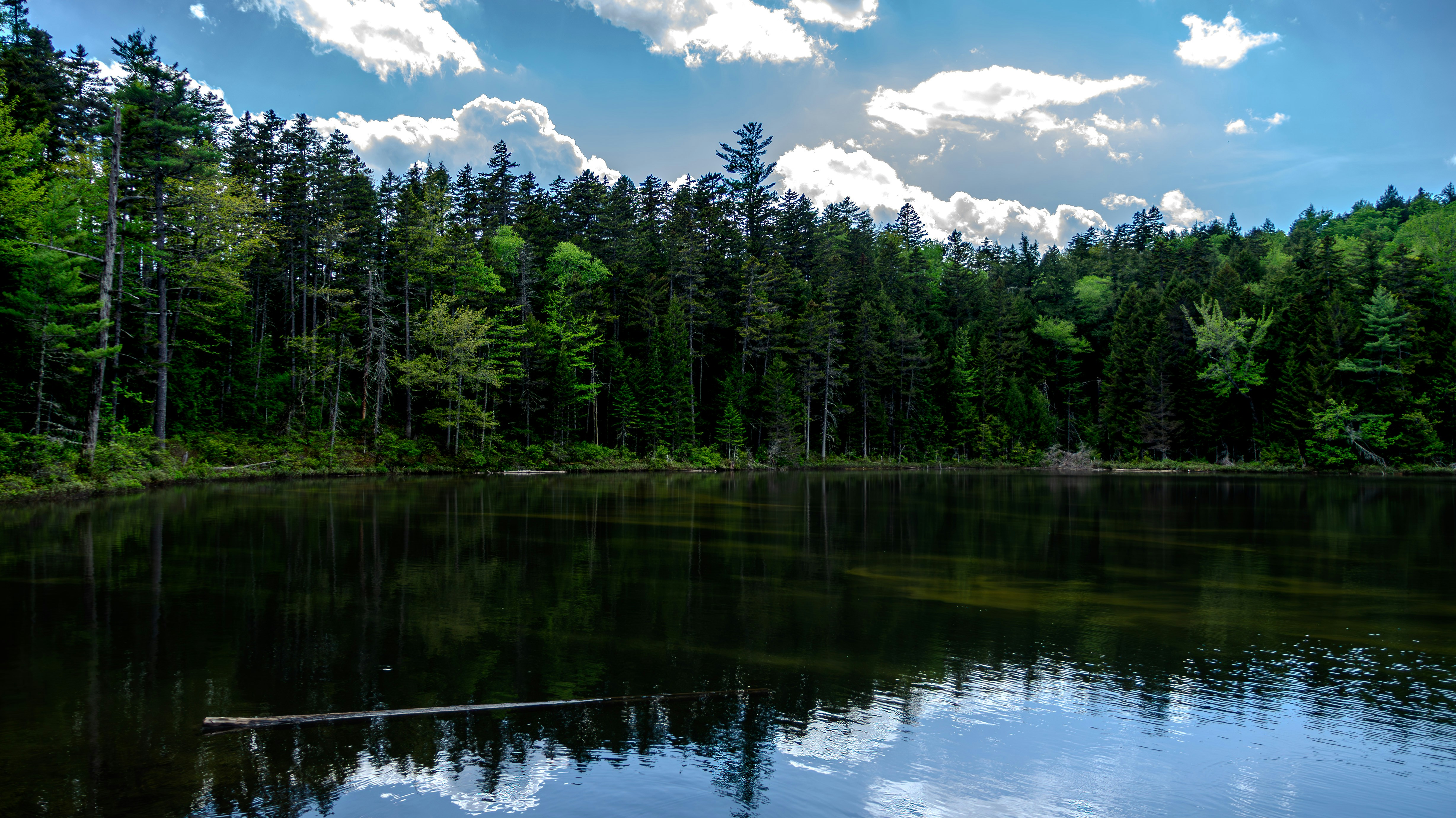 Forest Edge Reflections on a Quiet Lake