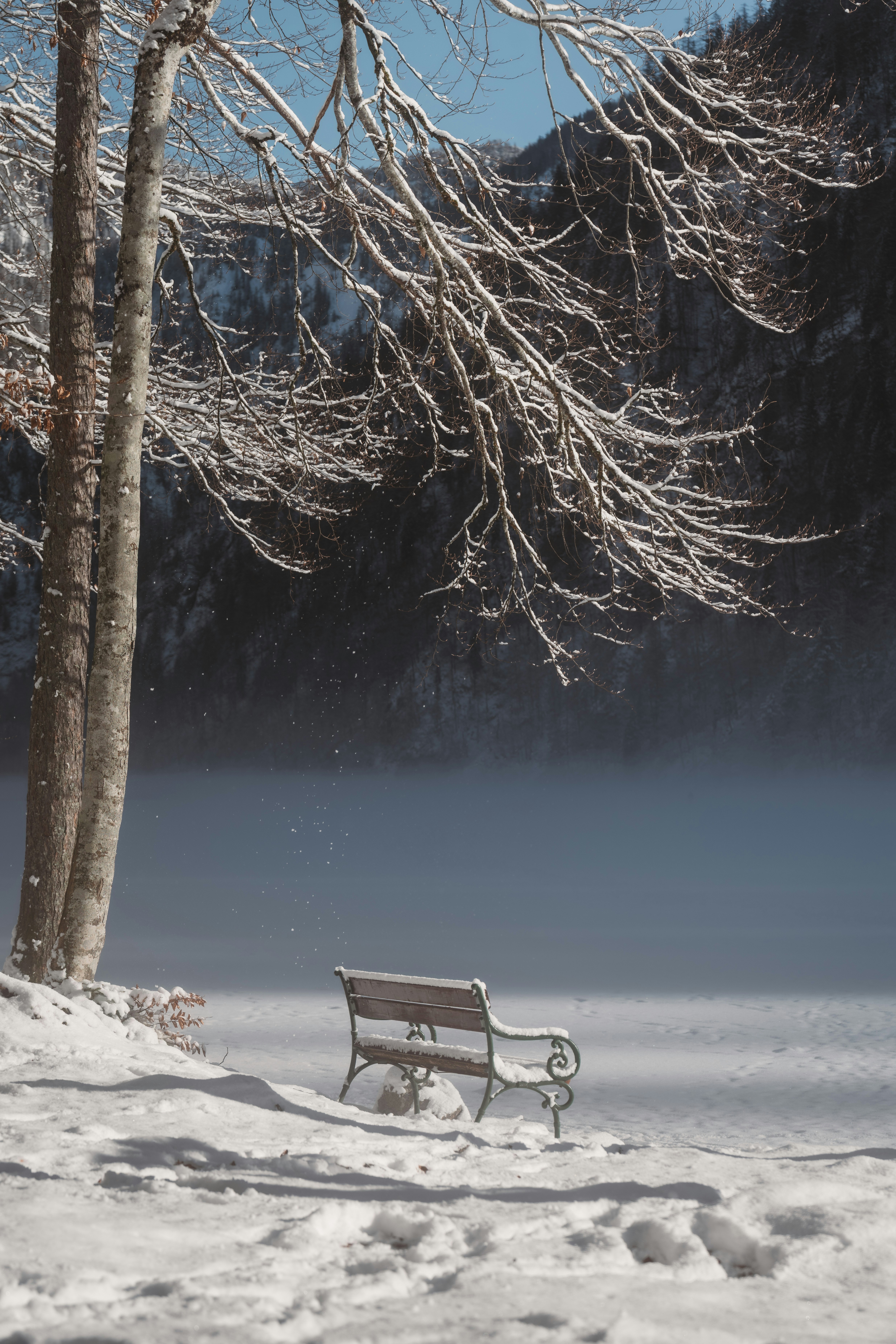 Winter Silence: A Bench Beneath Snow-Covered Branches