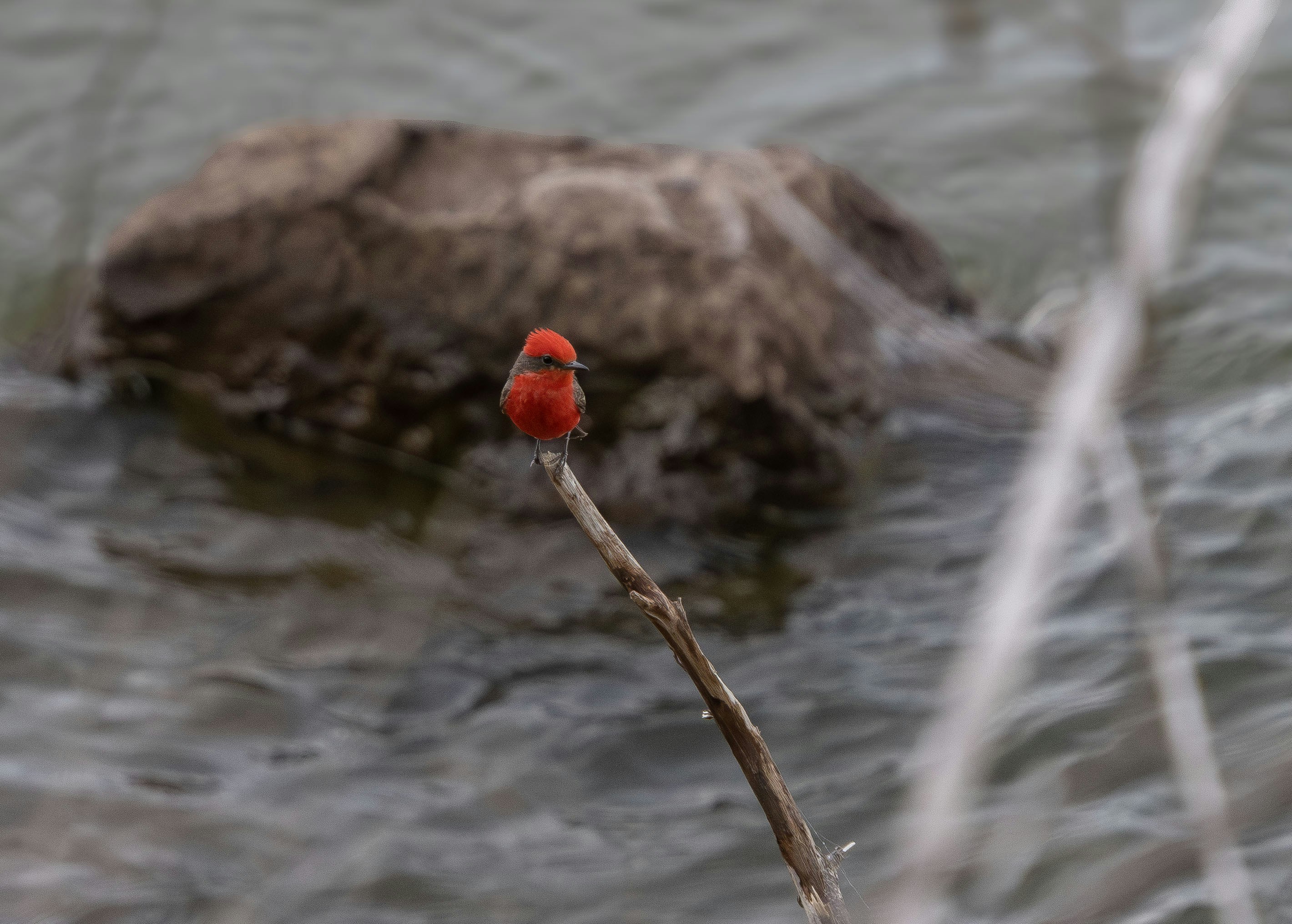 Scarlet Sentinel on a Brush-Silver Stream